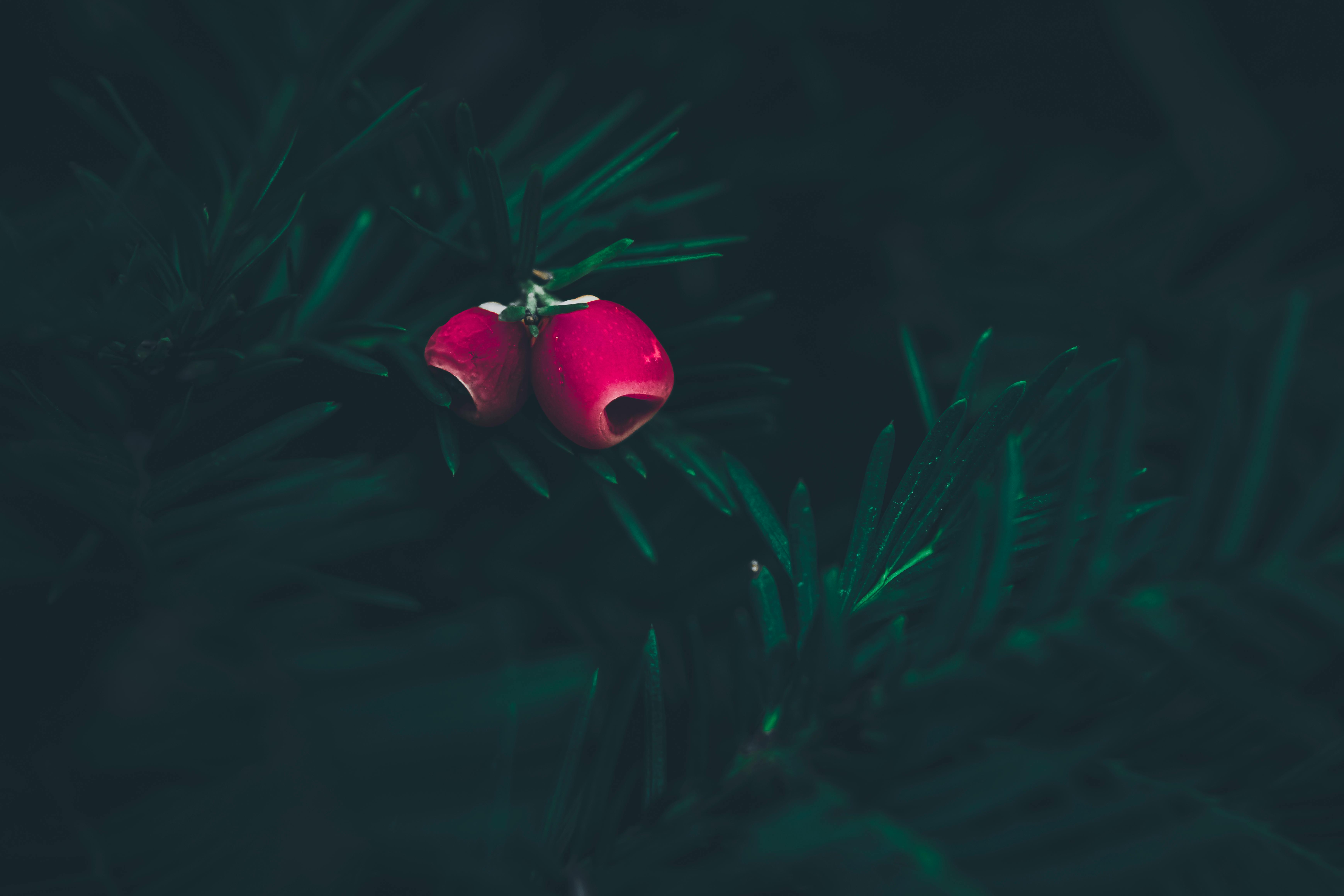 Yew Berries Photos, Download The BEST Free Yew Berries Stock Photos ...