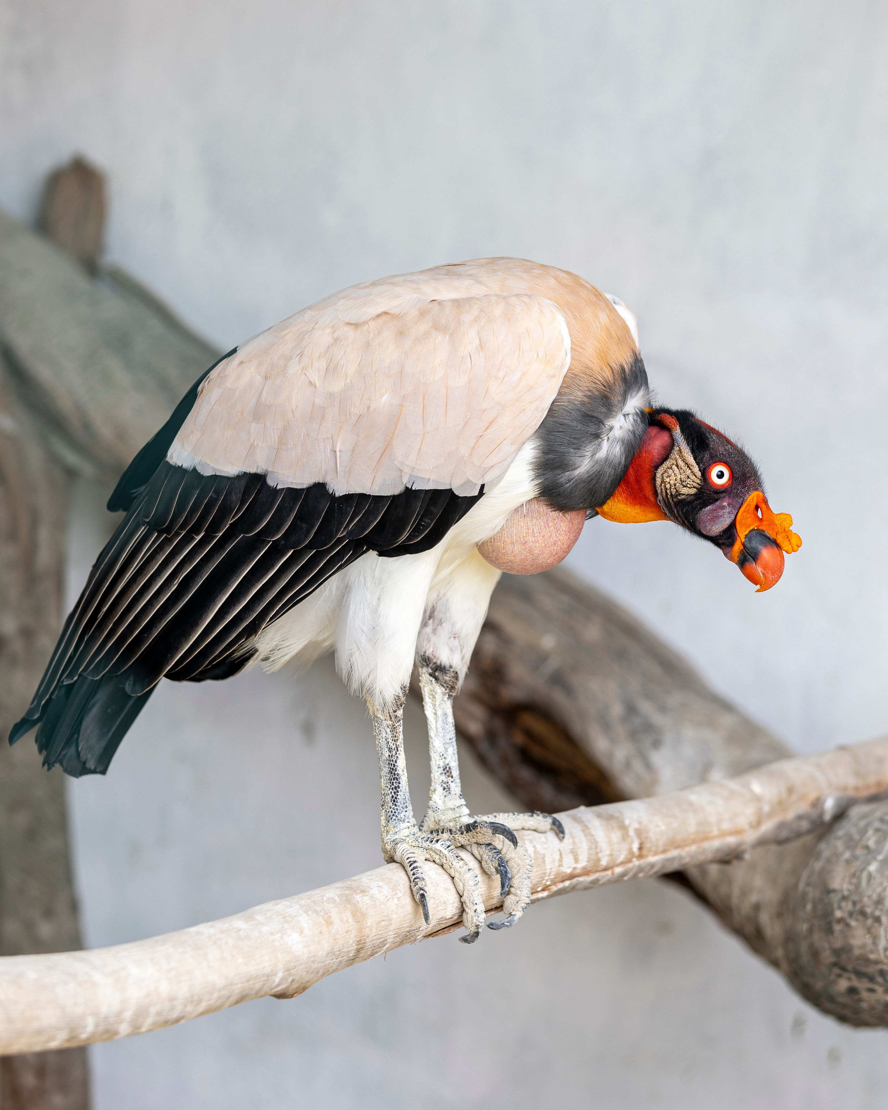 Vulture Perching on Sculpture in Niche · Free Stock Photo
