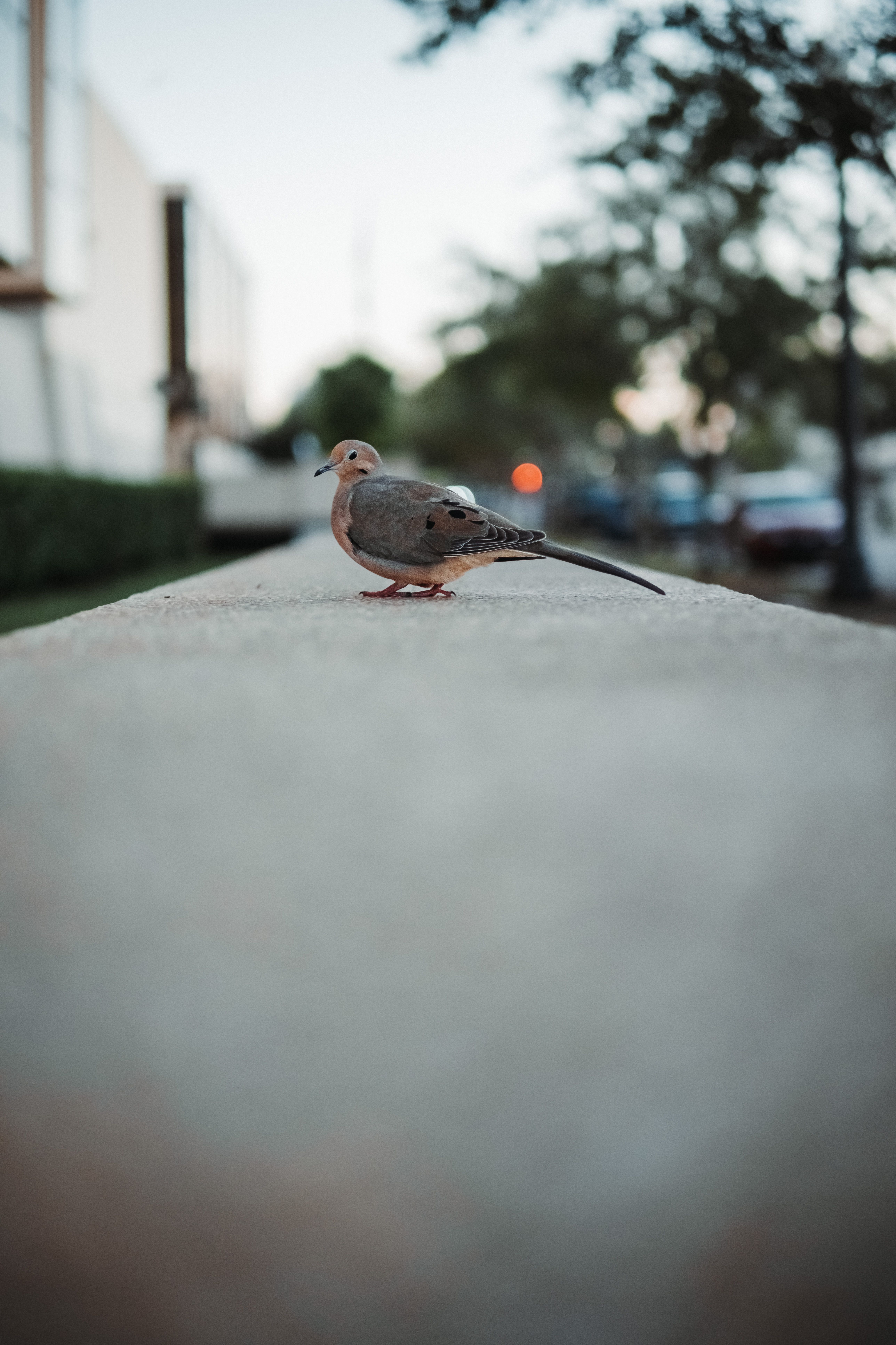 Dove 4k Wallpaper Photos, Download The BEST Free Dove 4k Wallpaper ...
