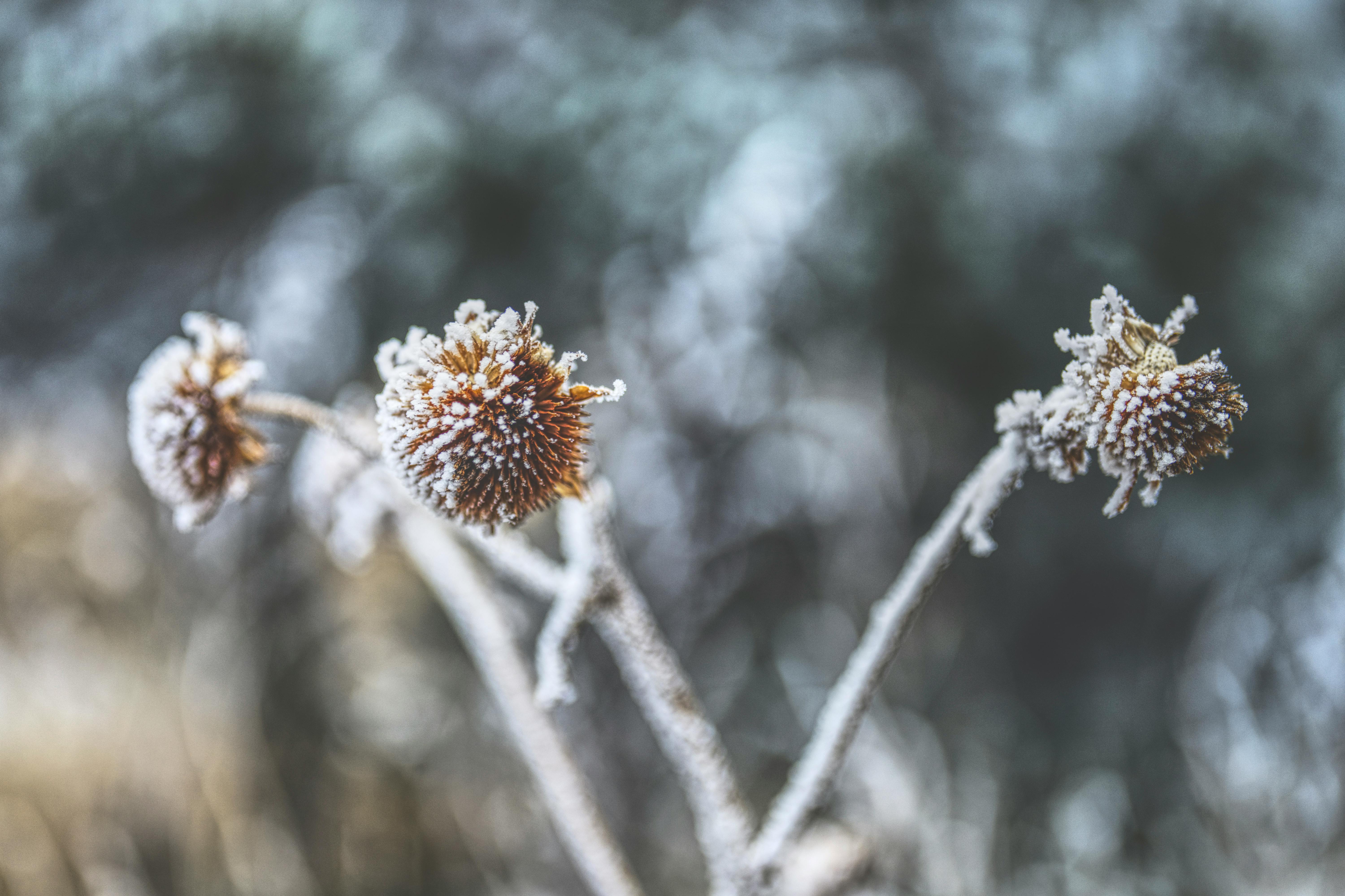 Frozen Sunflower · Free Stock Photo