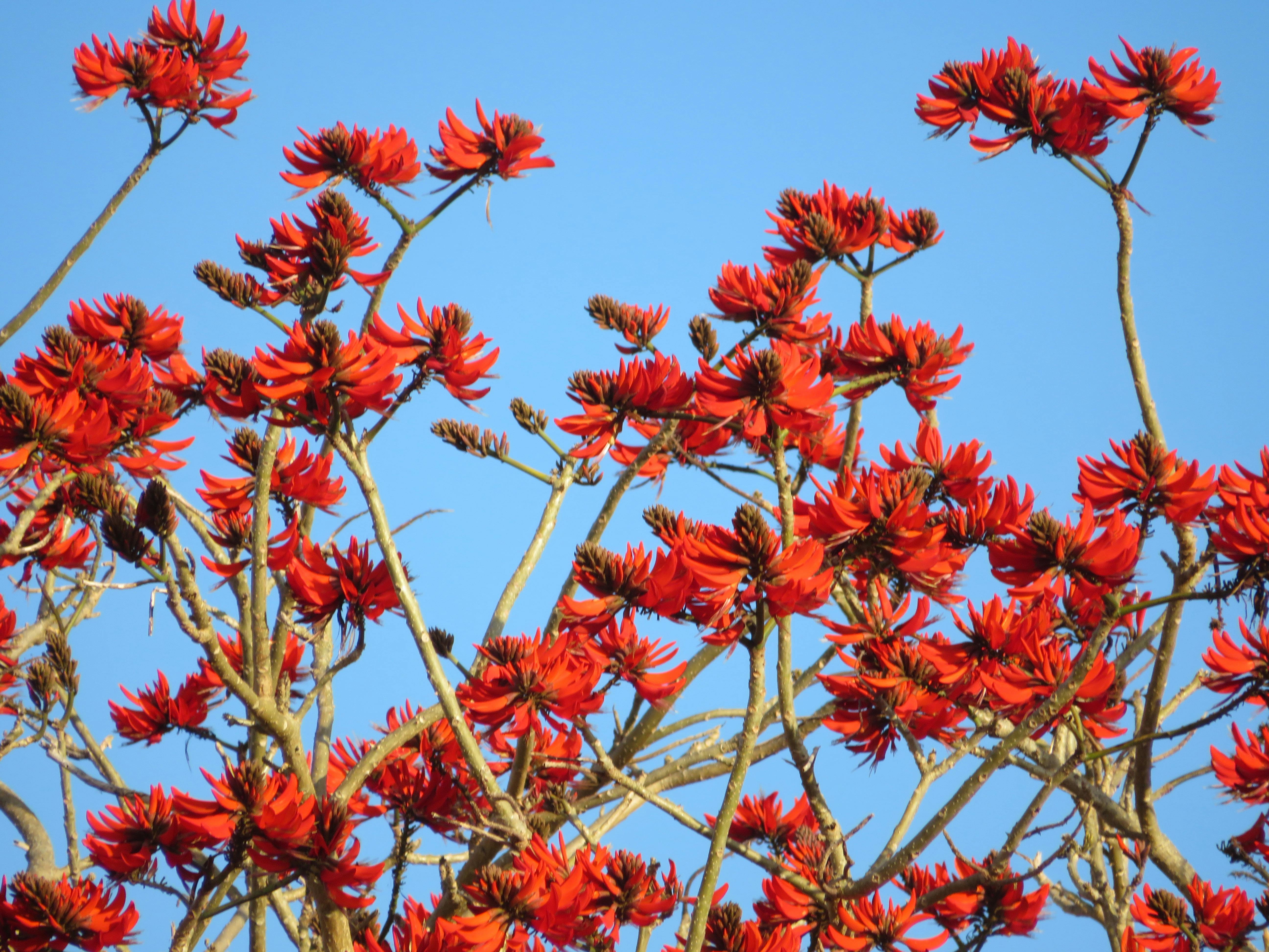 Free stock photo of Flame tree