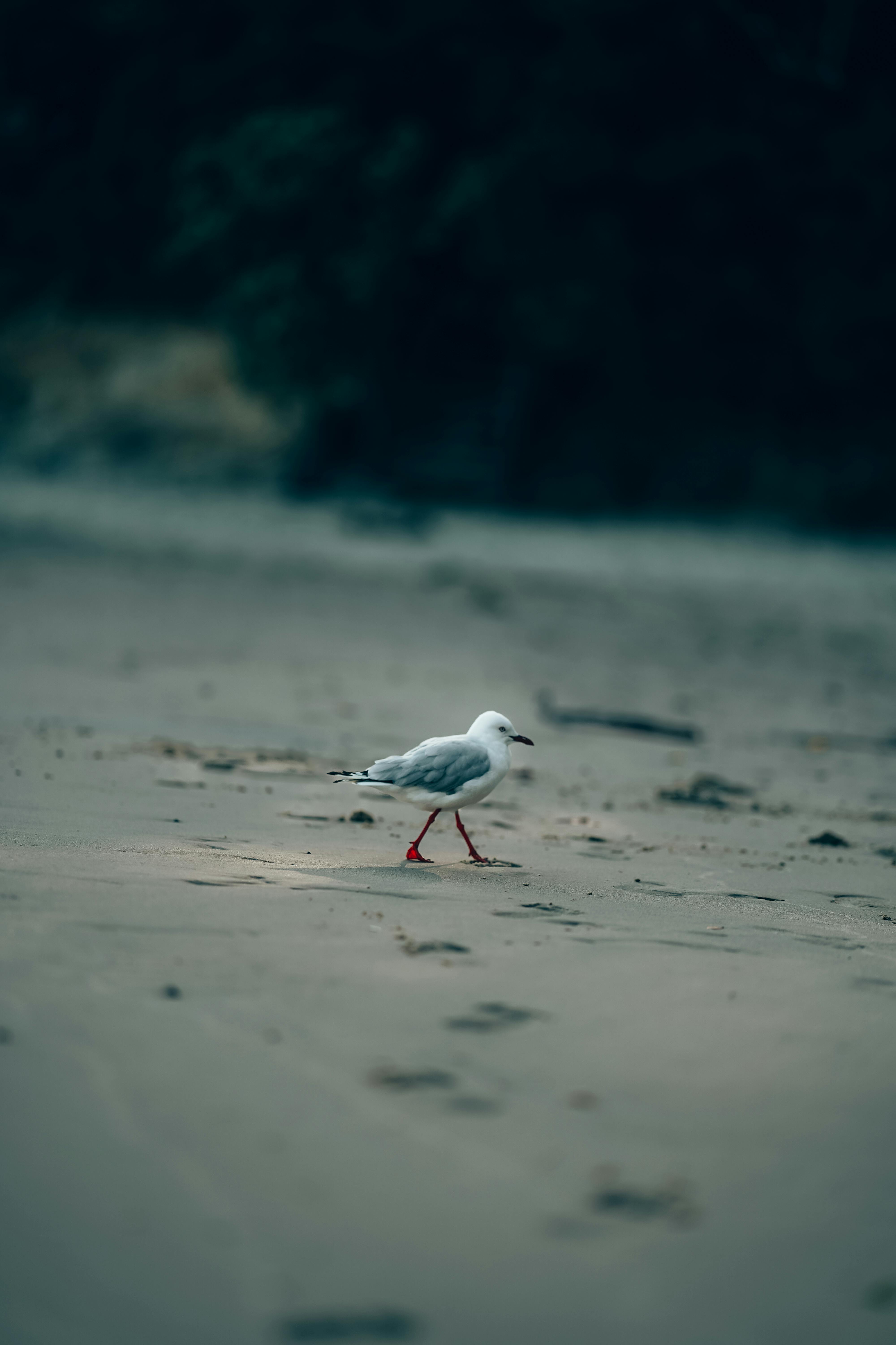 bird on the beach · Free Stock Photo