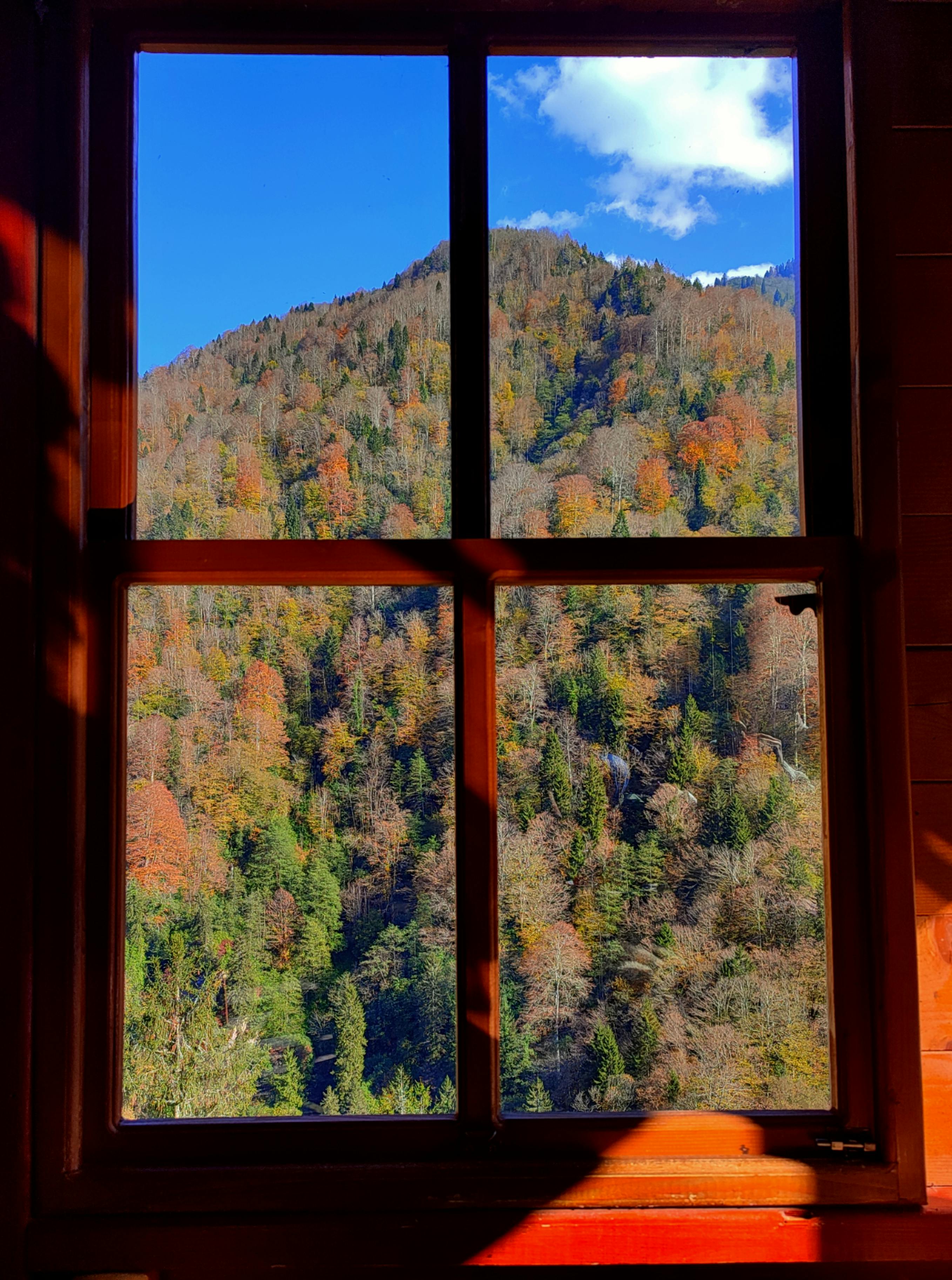 A Window Overlooking a Dense Forest · Free Stock Photo