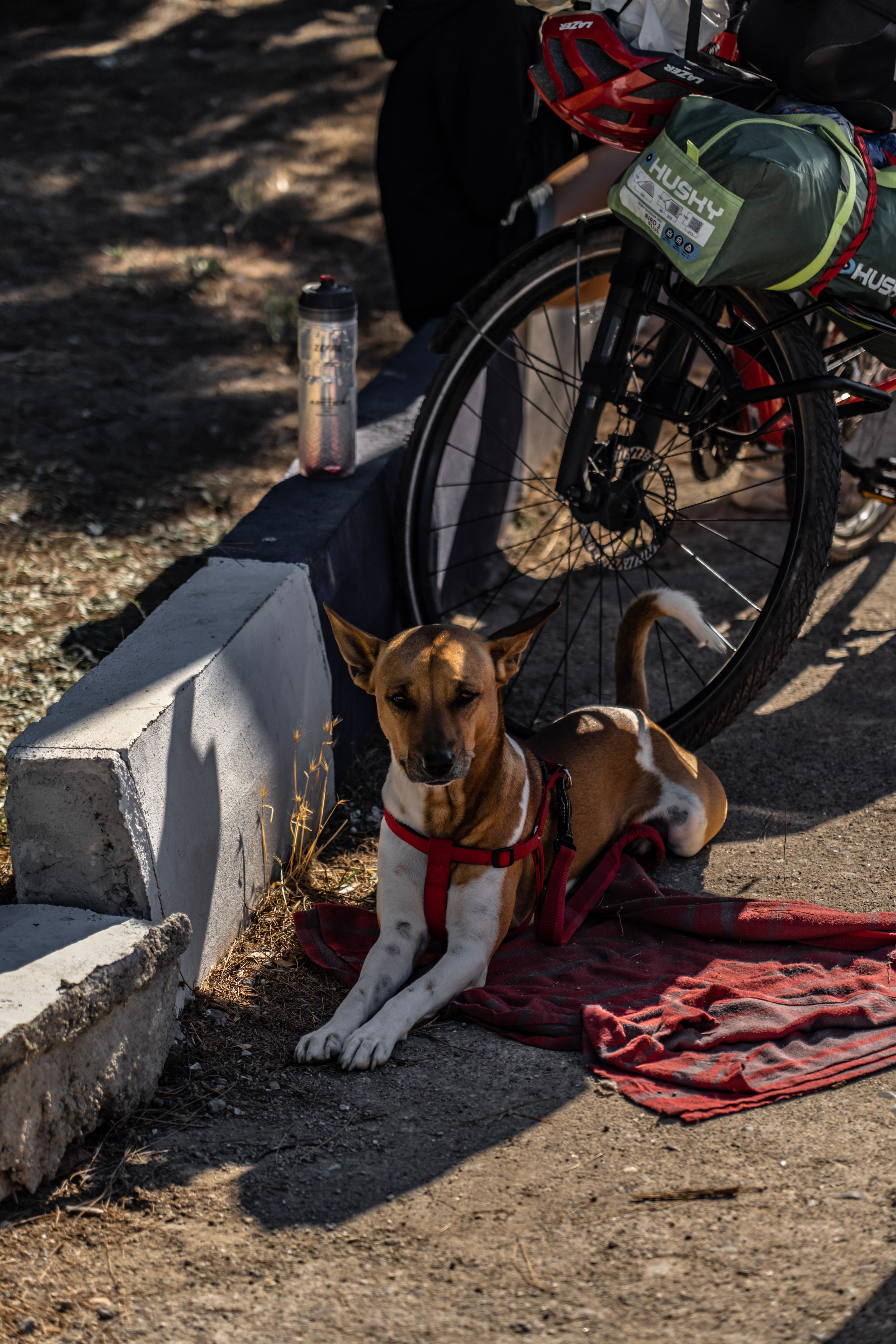 Gutter Your Dog Photos, Download The BEST Free Gutter Your Dog Stock ...