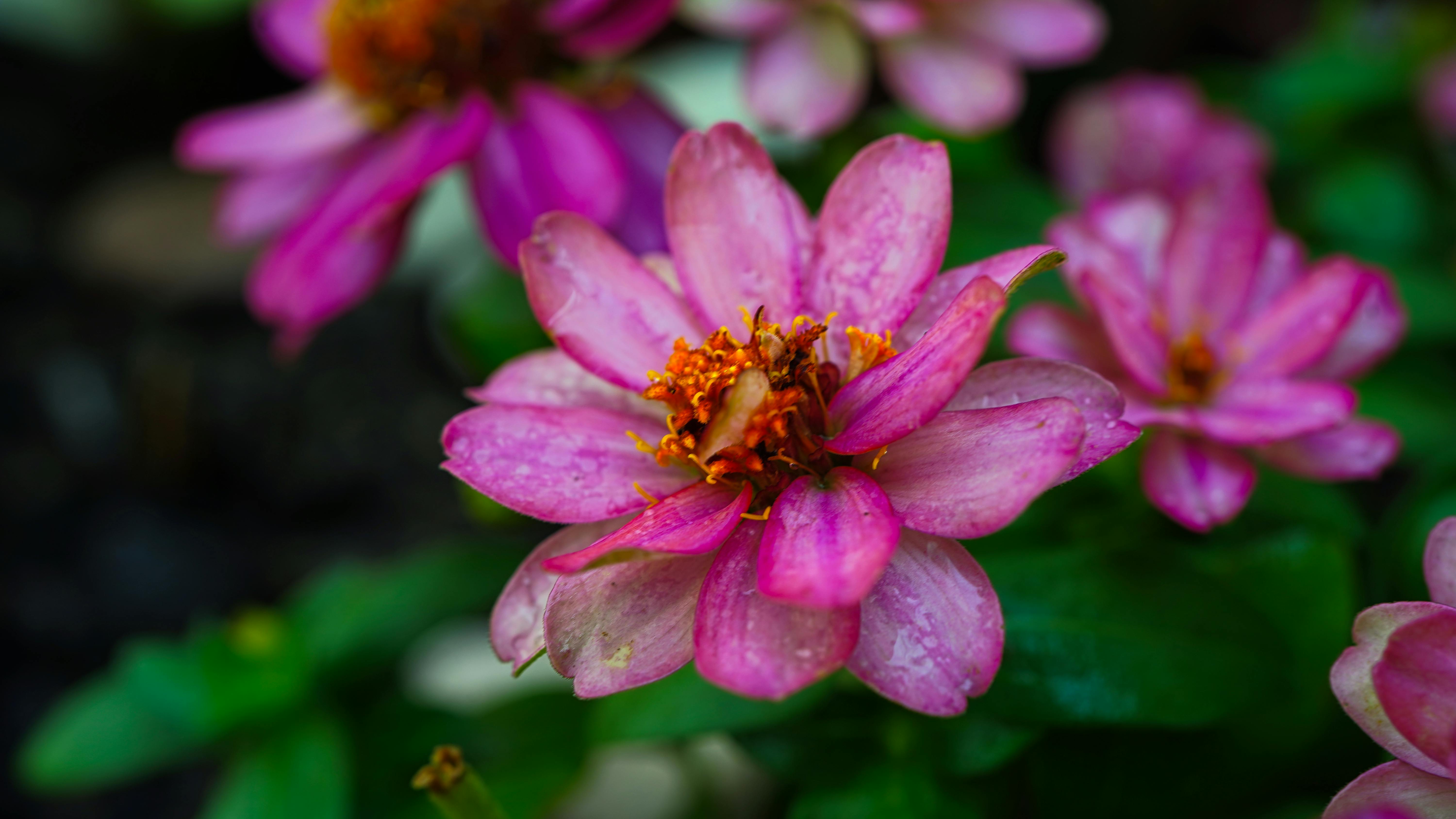 Humen Growth Photos, Download Free Humen Growth Stock Photos & HD Images