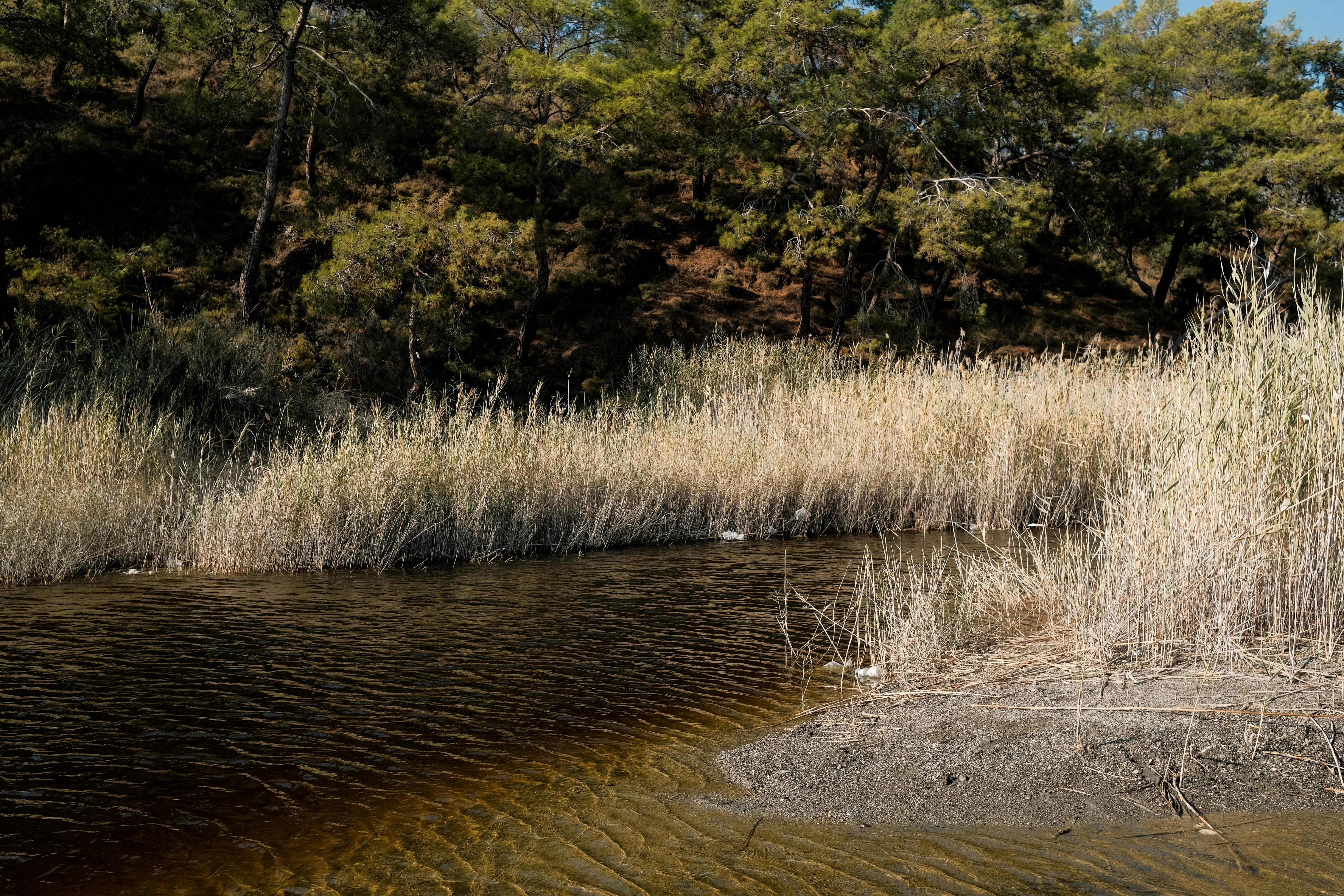 Tall Grass Beside a River · Free Stock Photo
