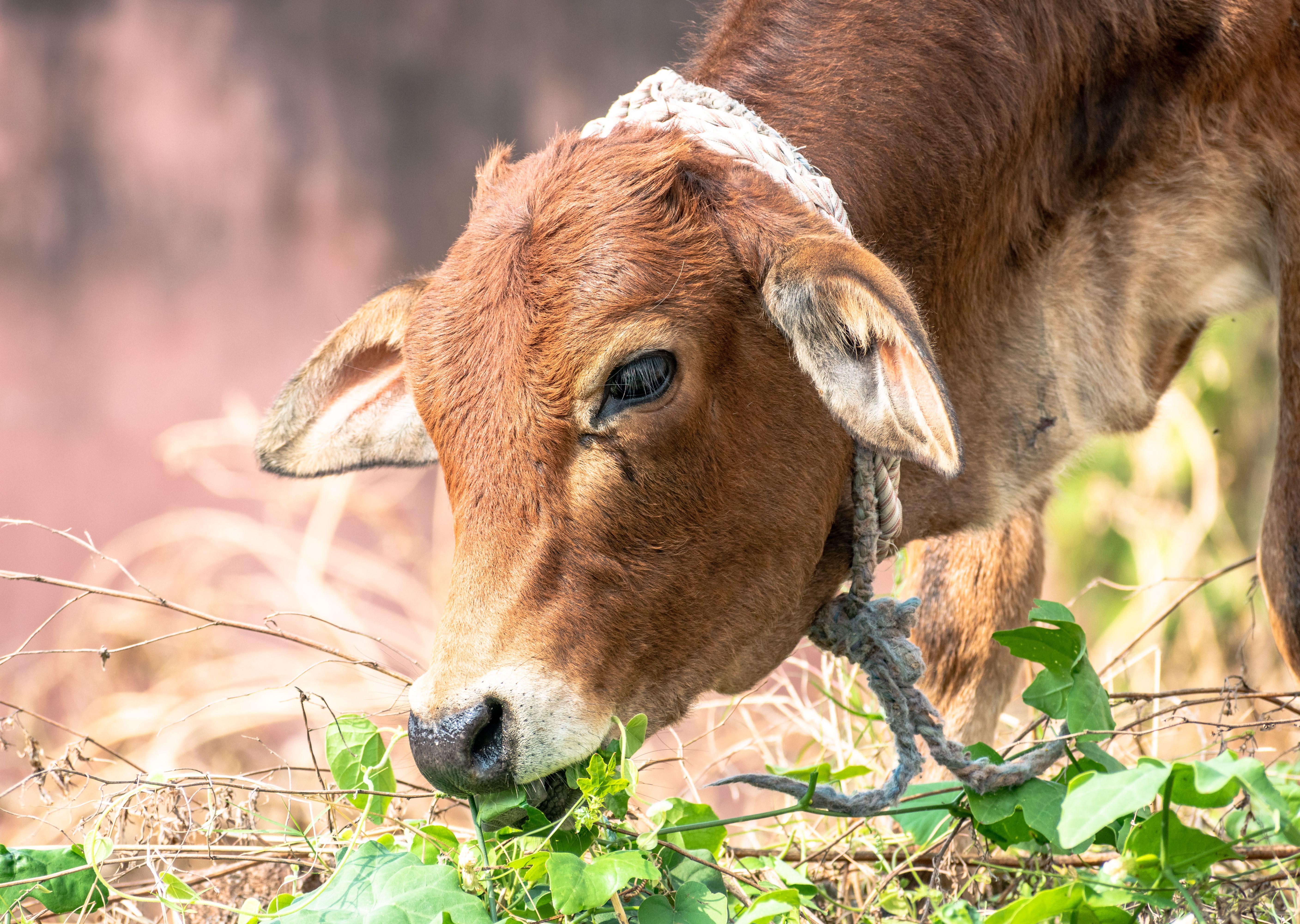 Close-Up Shot of a Cattle Eating · Free Stock Photo