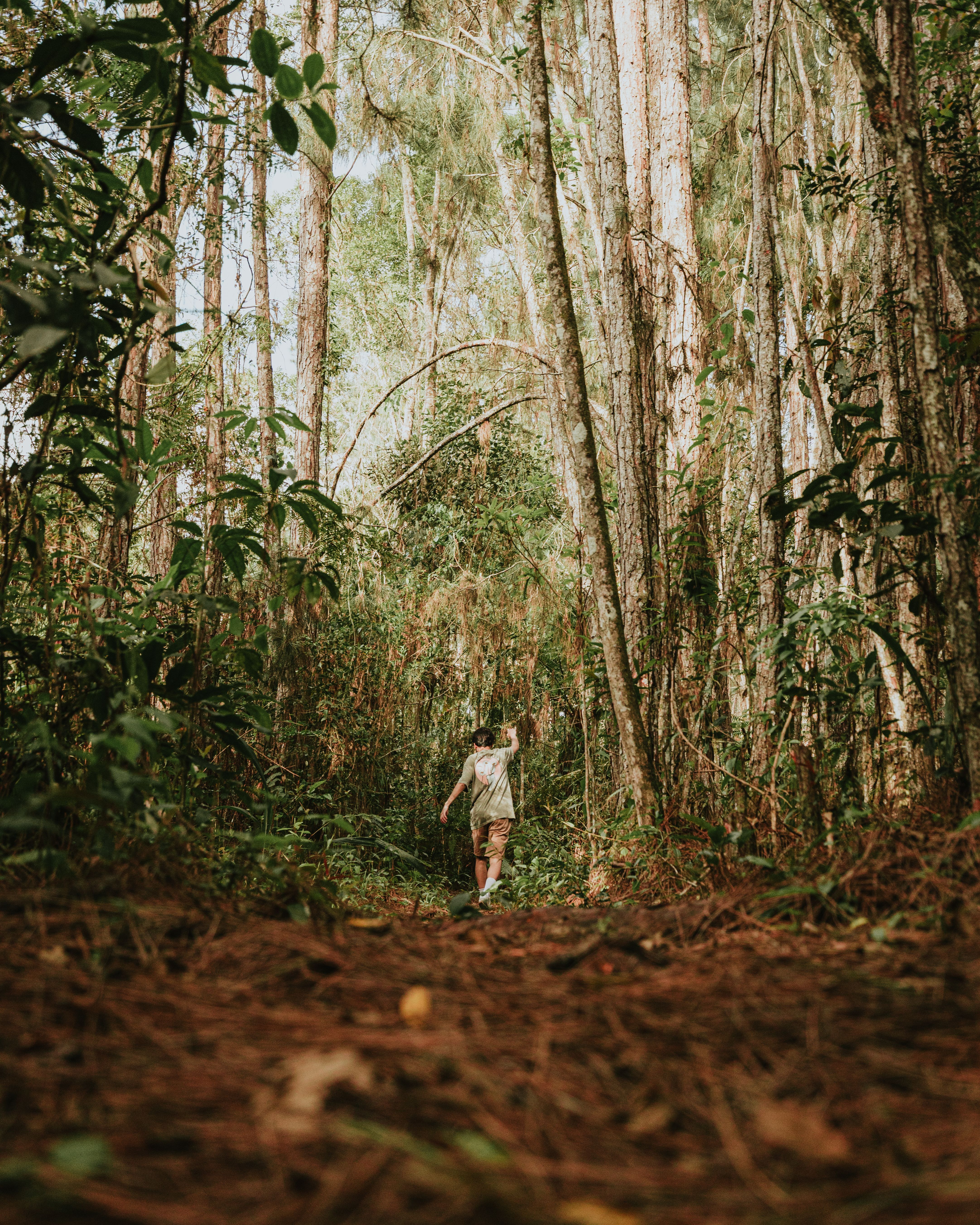 A Person Walking in the Forest · Free Stock Photo