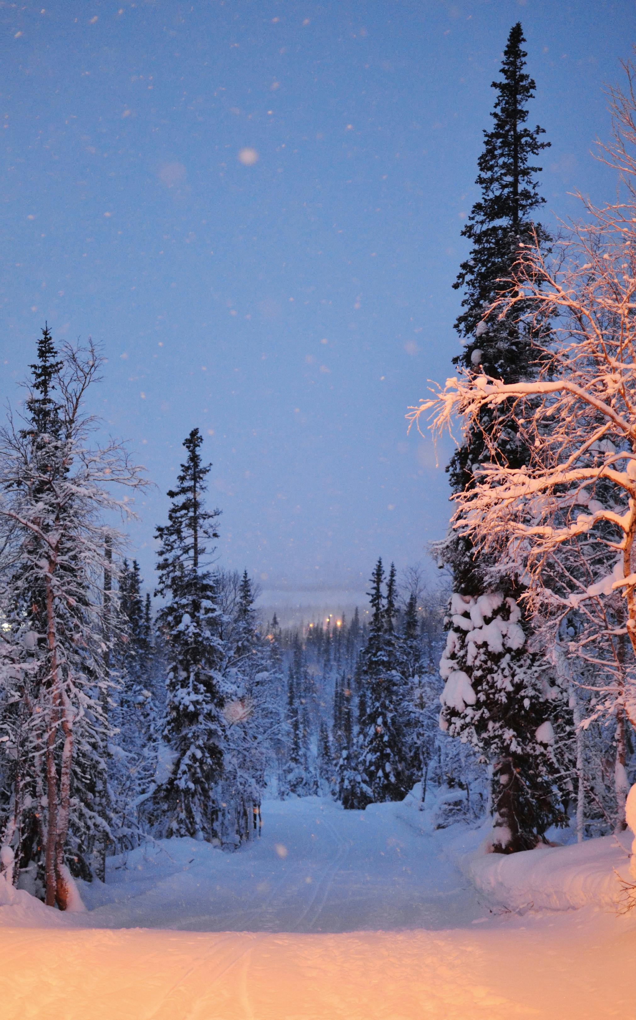 Winter Forest With Trees Photos, Download Free Winter Forest With Trees ...