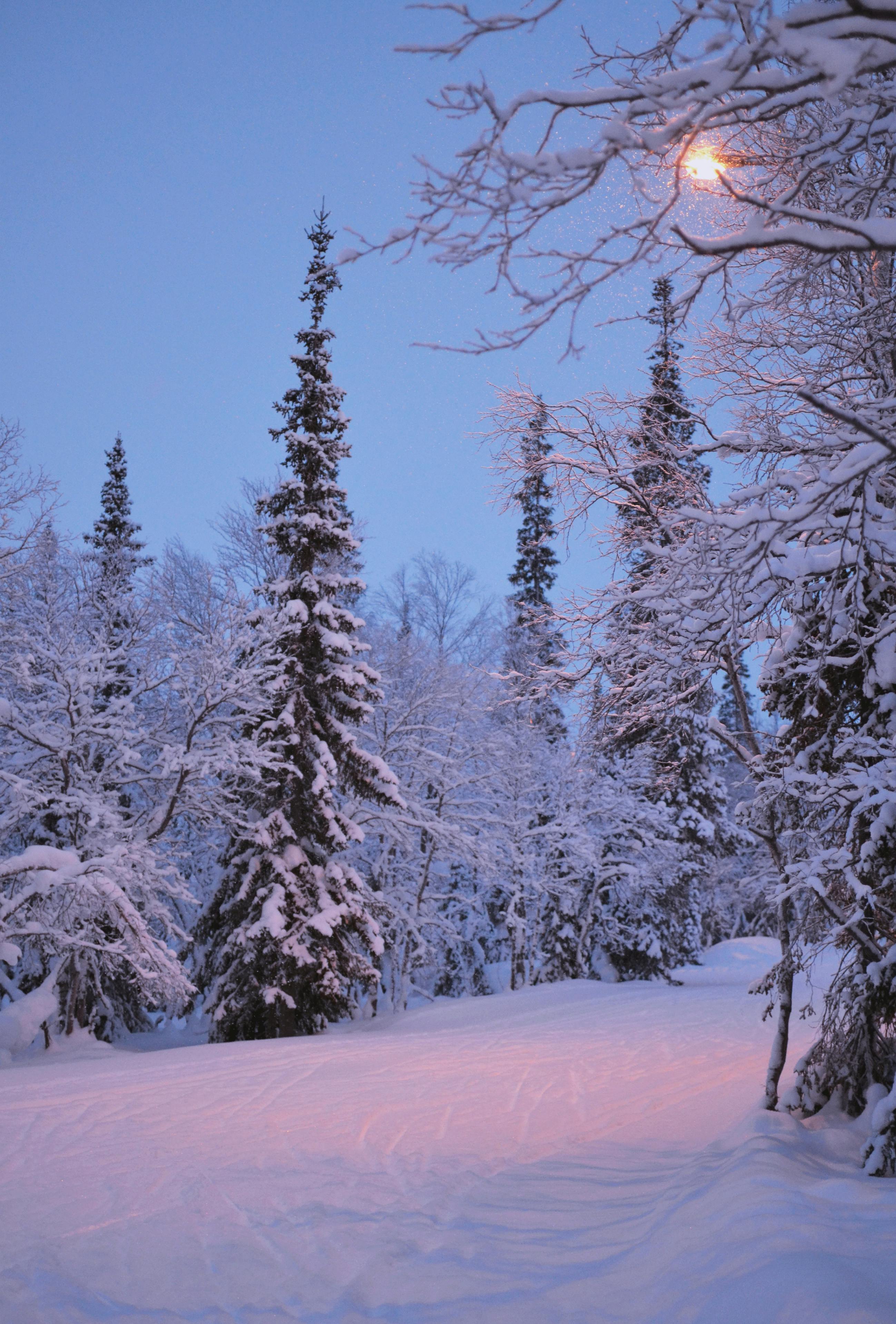 Scenic Winter Landscape with Trees · Free Stock Photo