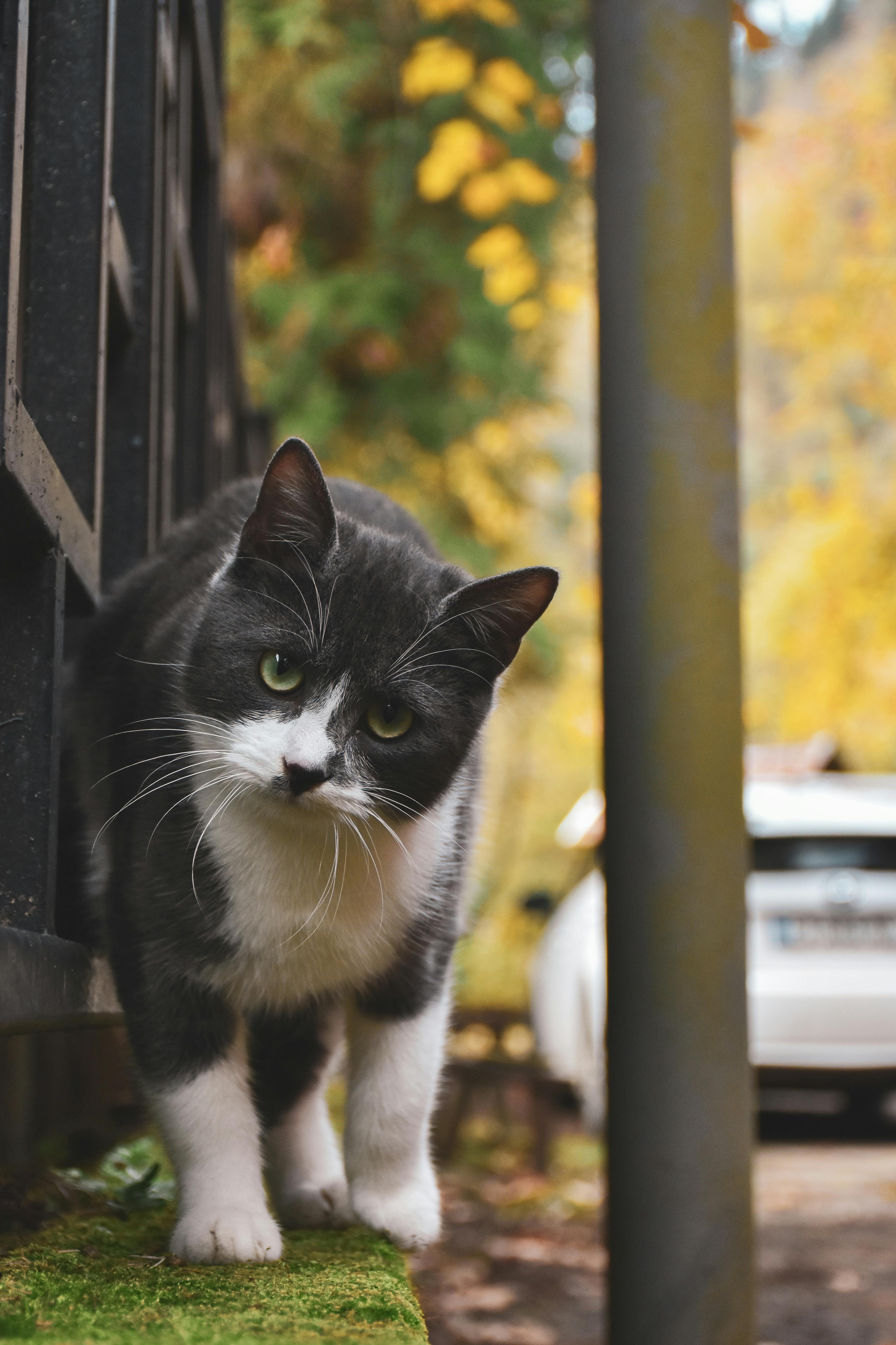 Bicolor Cat Photos, Download The BEST Free Bicolor Cat Stock Photos ...