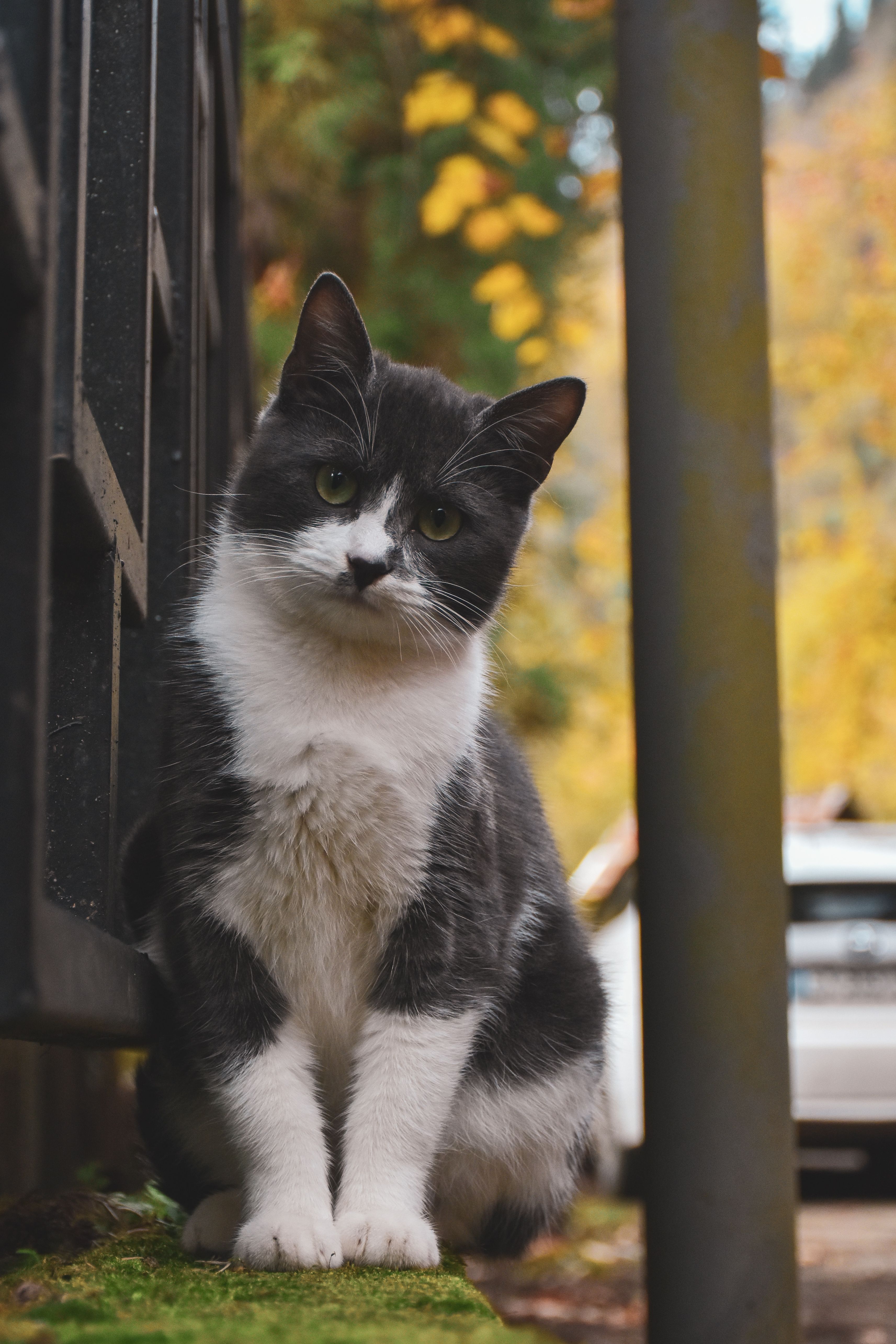 A Tuxedo Cat Sitting on a Grass · Free Stock Photo