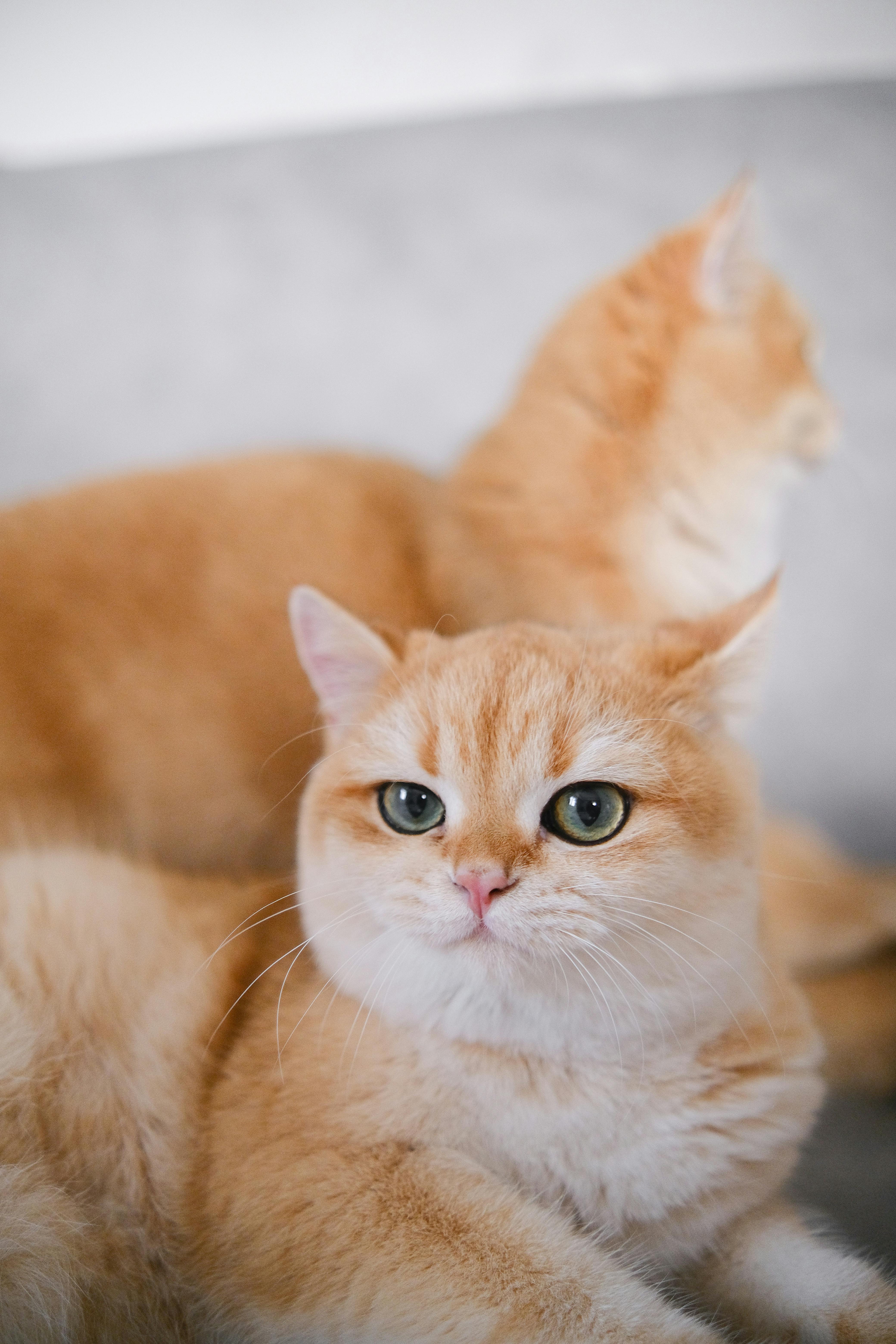Cute Orange Cats Laying Together · Free Stock Photo