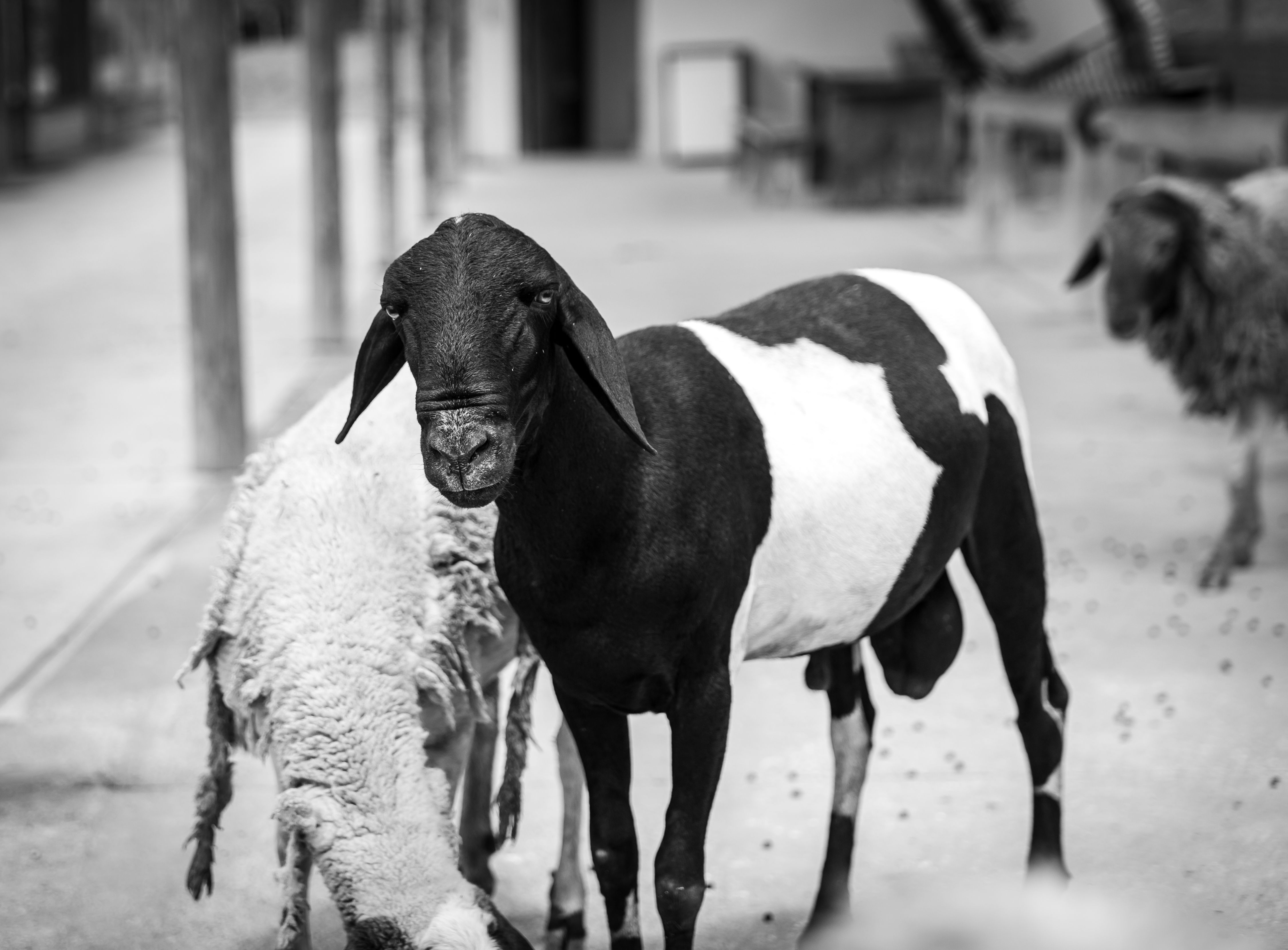 Somali Livestock Photos, Download The BEST Free Somali Livestock Stock ...
