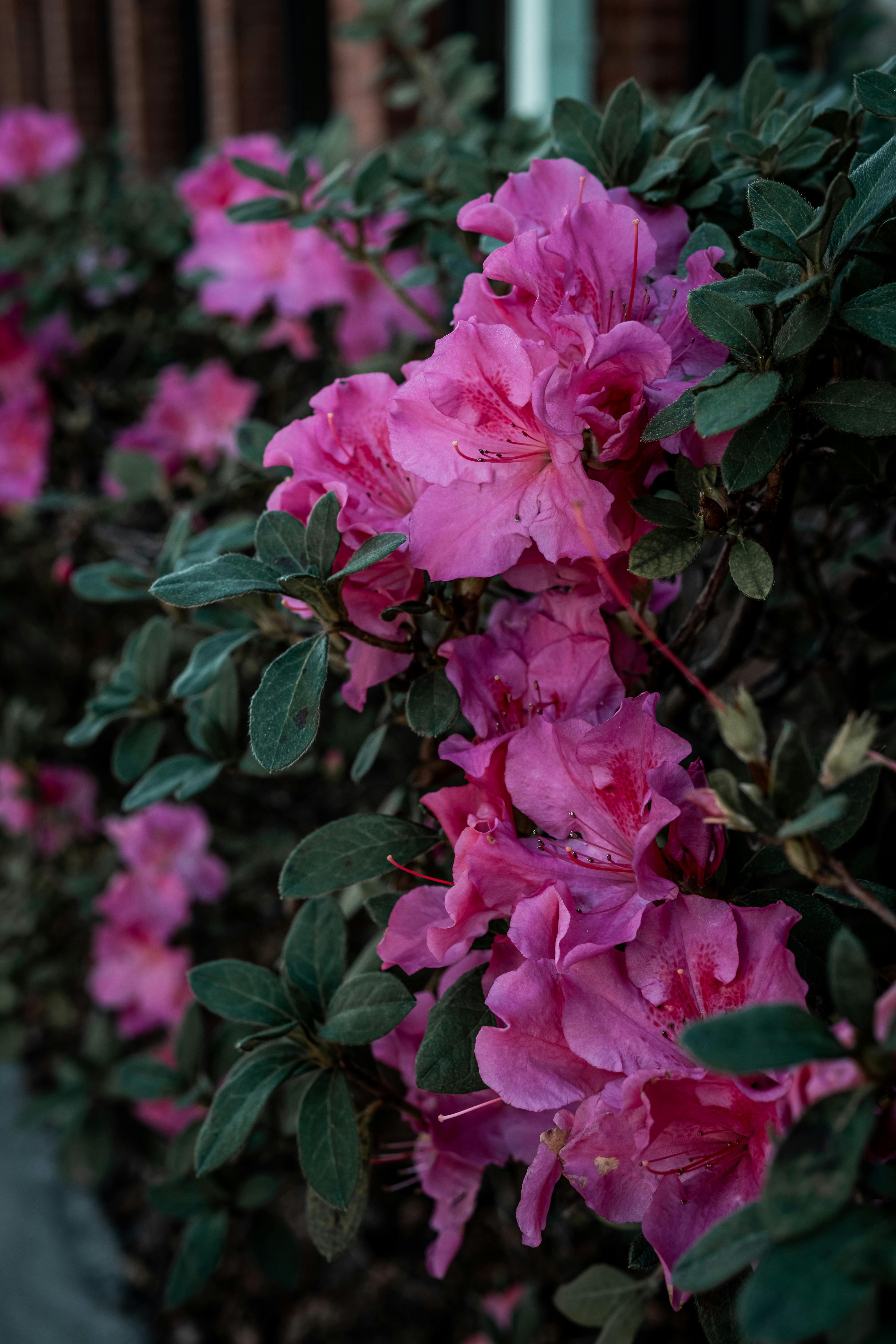 Plants of Pink Flowers in the Garden · Free Stock Photo