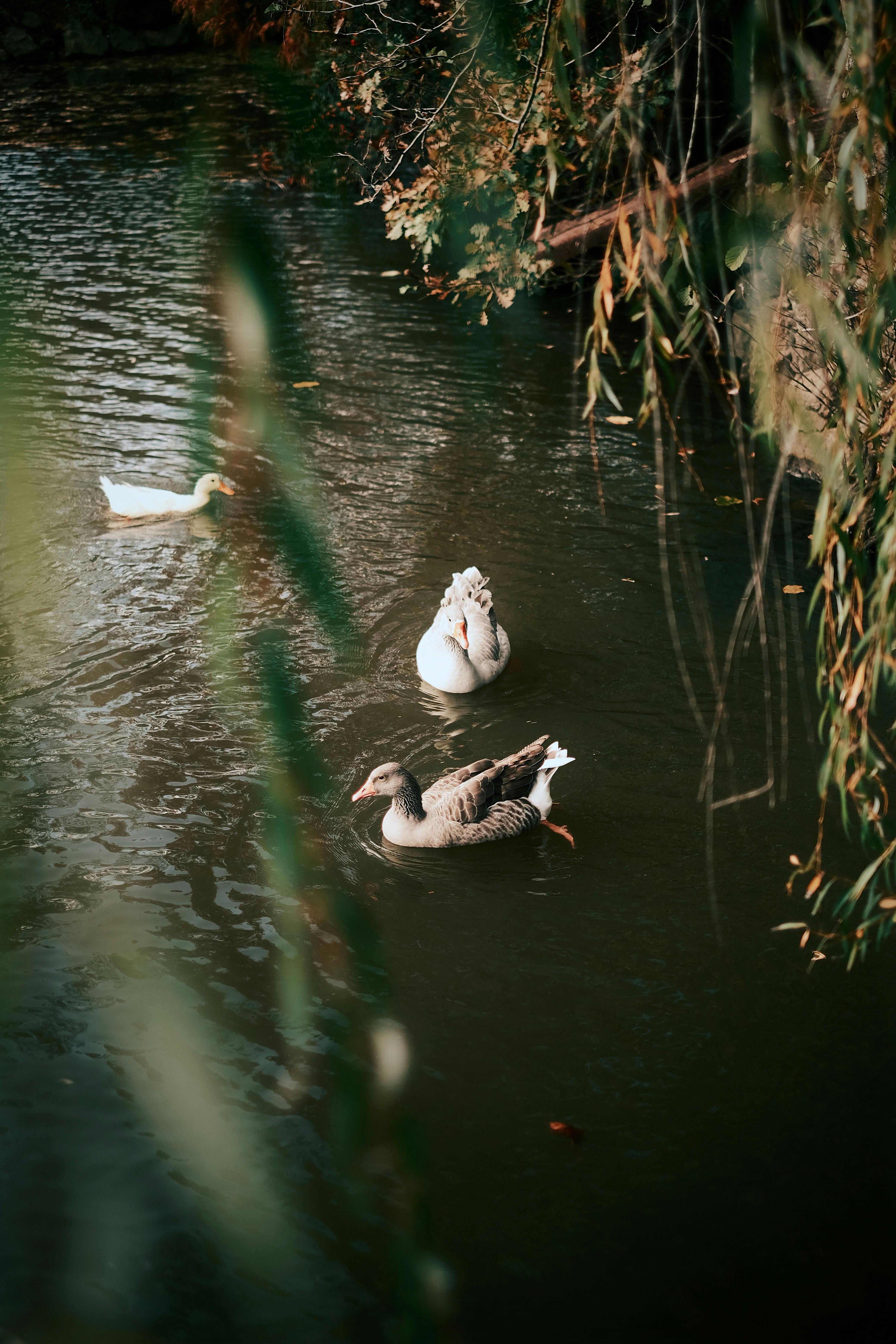 Geese Floating on the Lake · Free Stock Photo