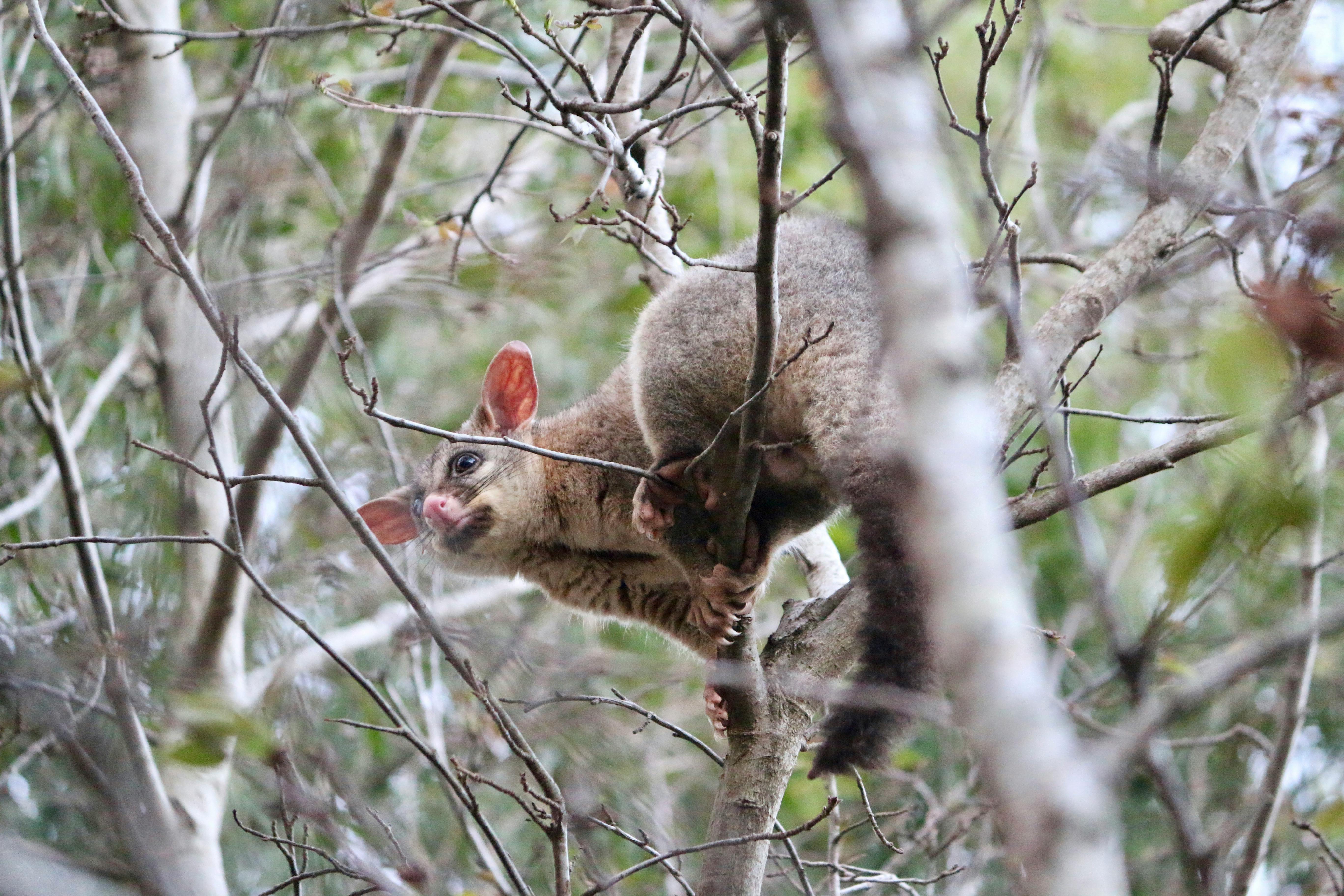 Free stock photo of possum