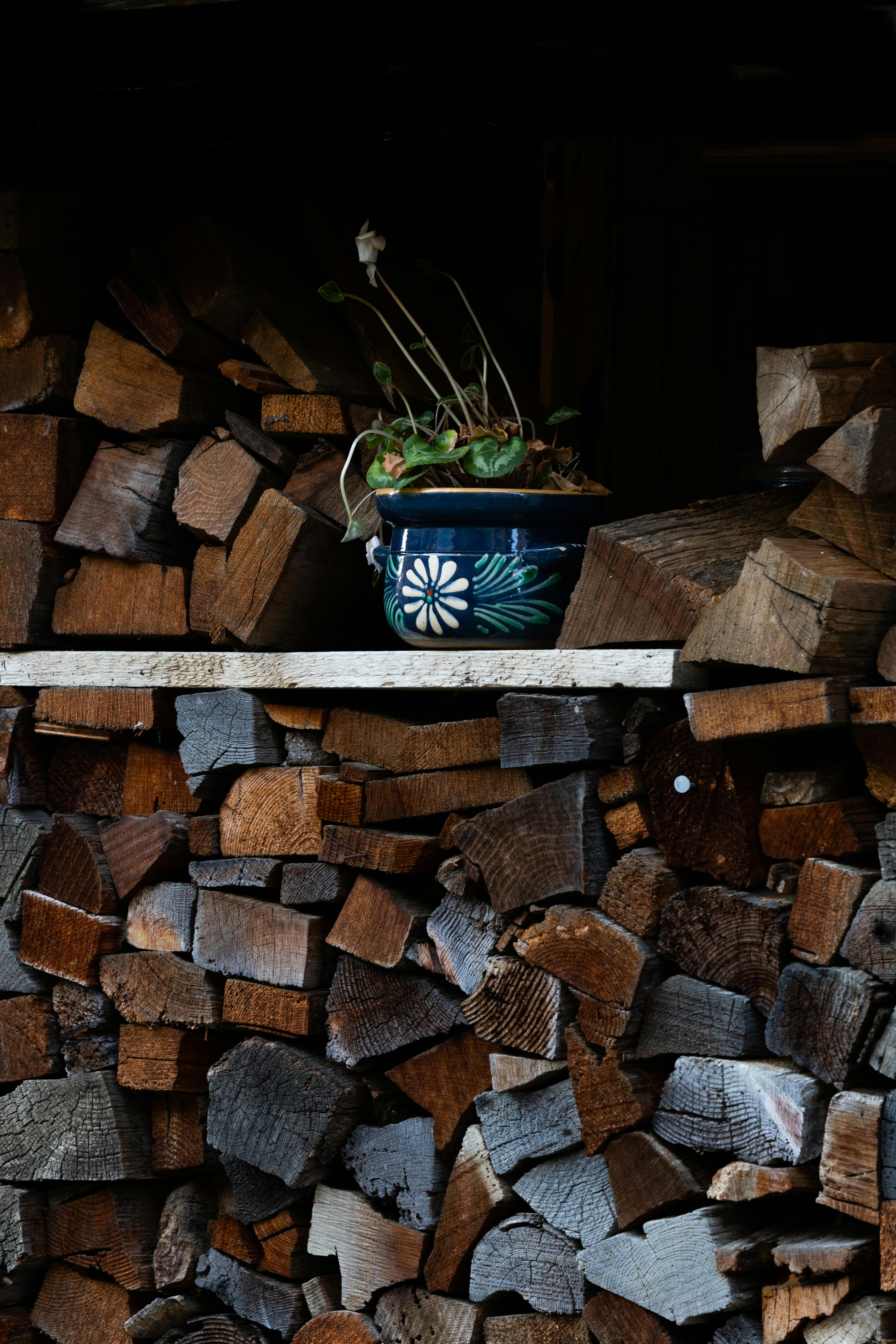 Potted Plant on Stack of Firewoods · Free Stock Photo