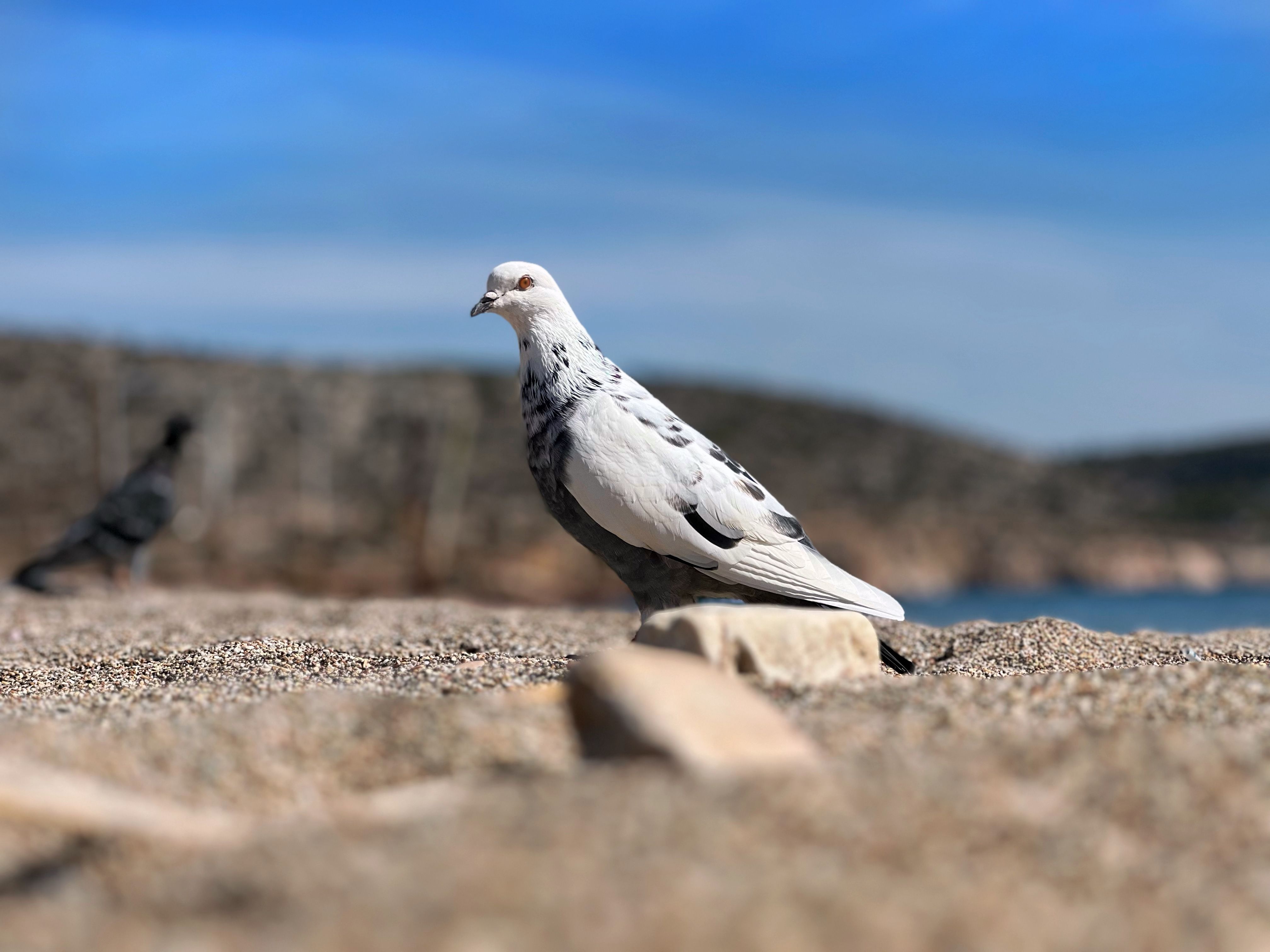 Beautiful Pigeon Photos, Download The BEST Free Beautiful Pigeon Stock ...