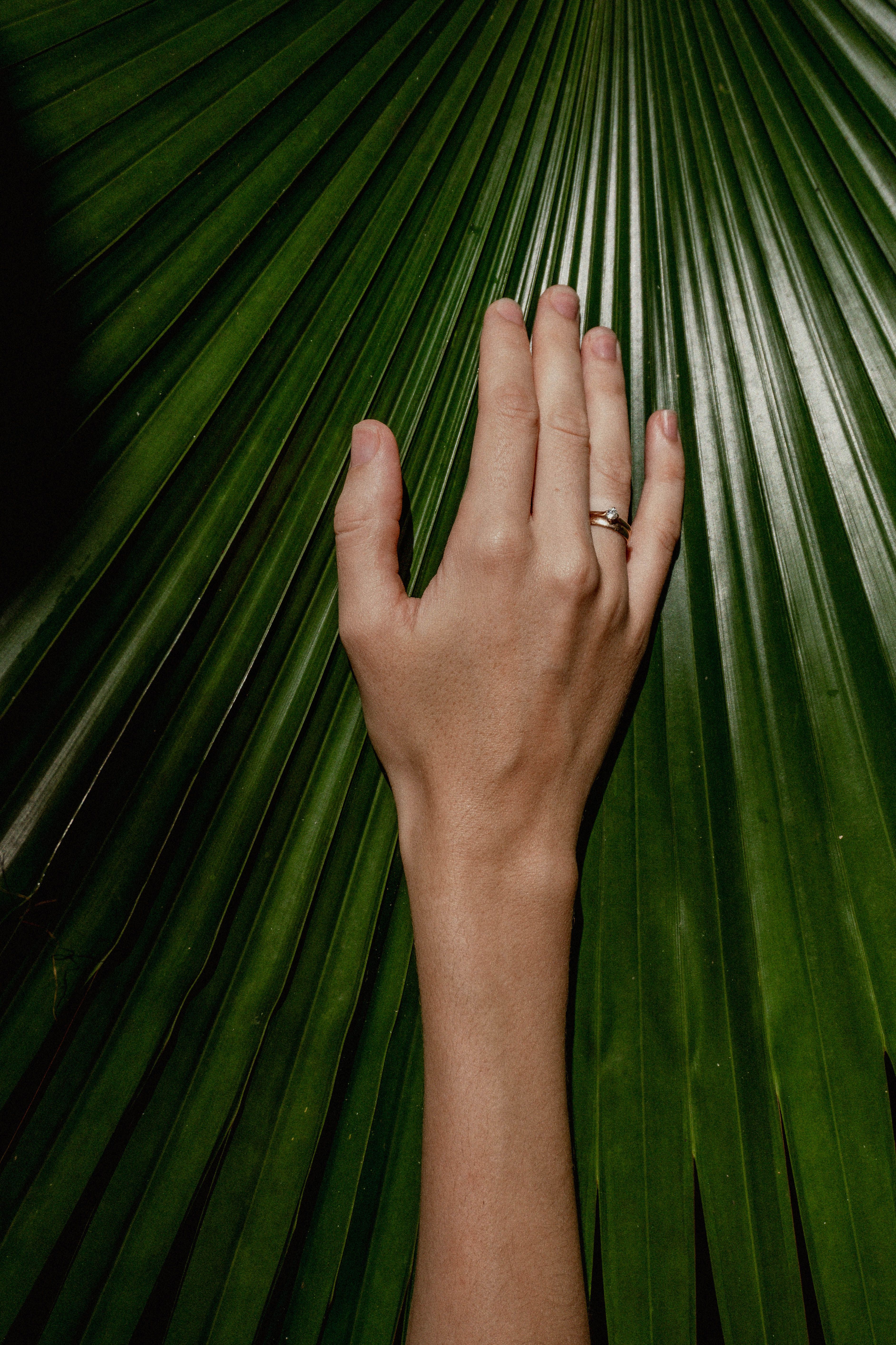 Hand on Green Leaf · Free Stock Photo