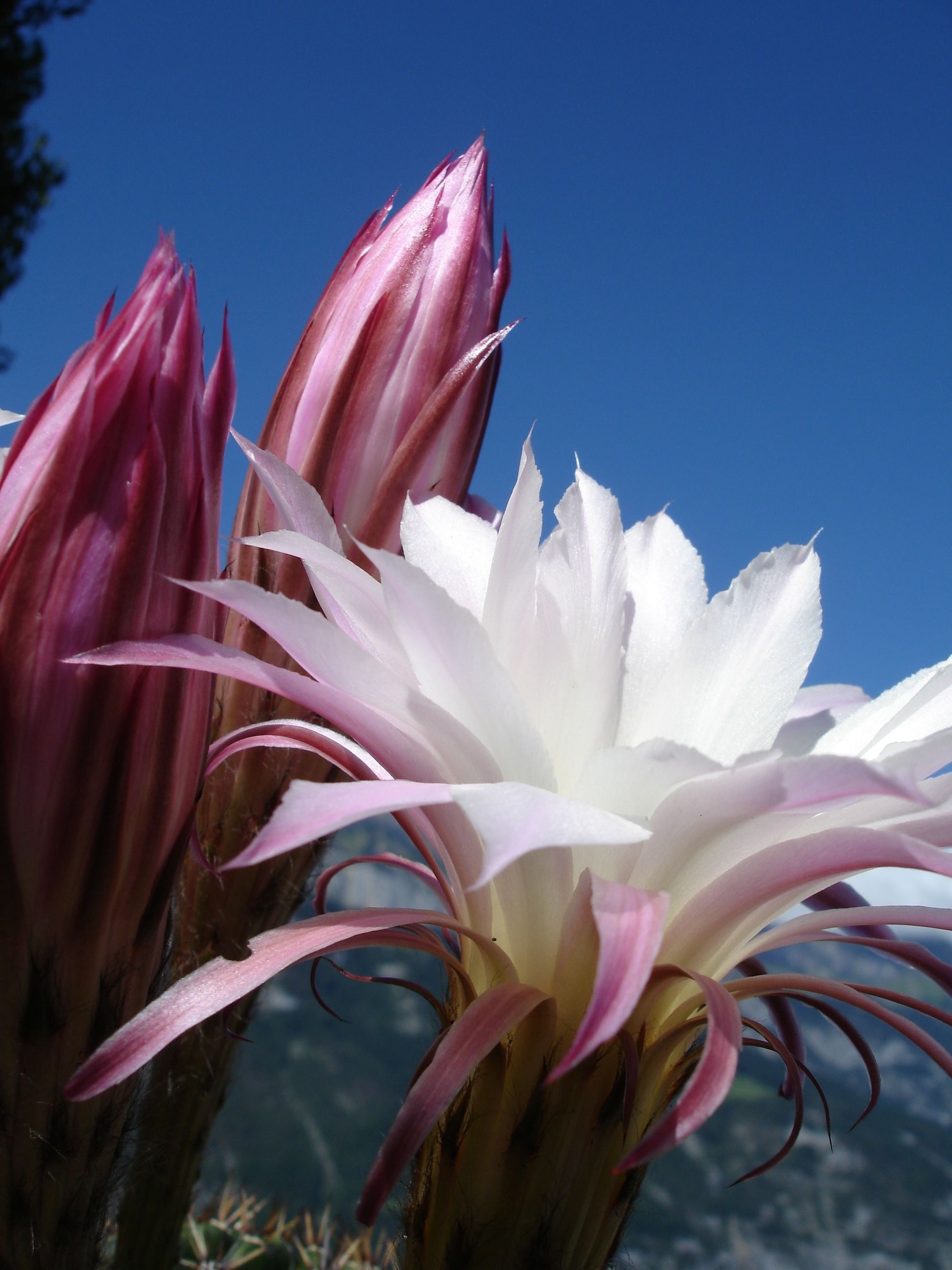 Foto de stock gratuita sobre flor de cactus, flores bonitas
