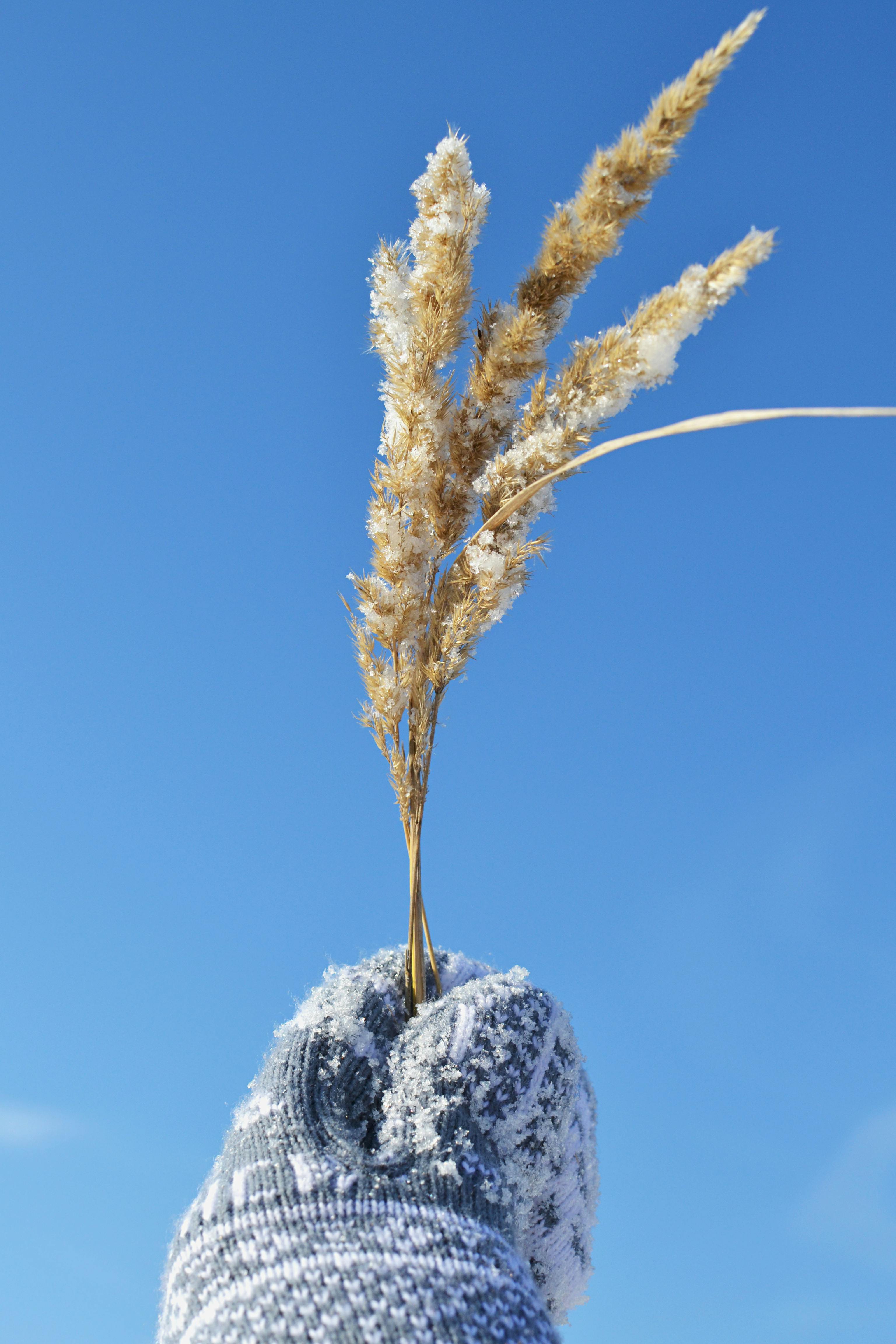 Brown Reeds Photos, Download The BEST Free Brown Reeds Stock Photos ...