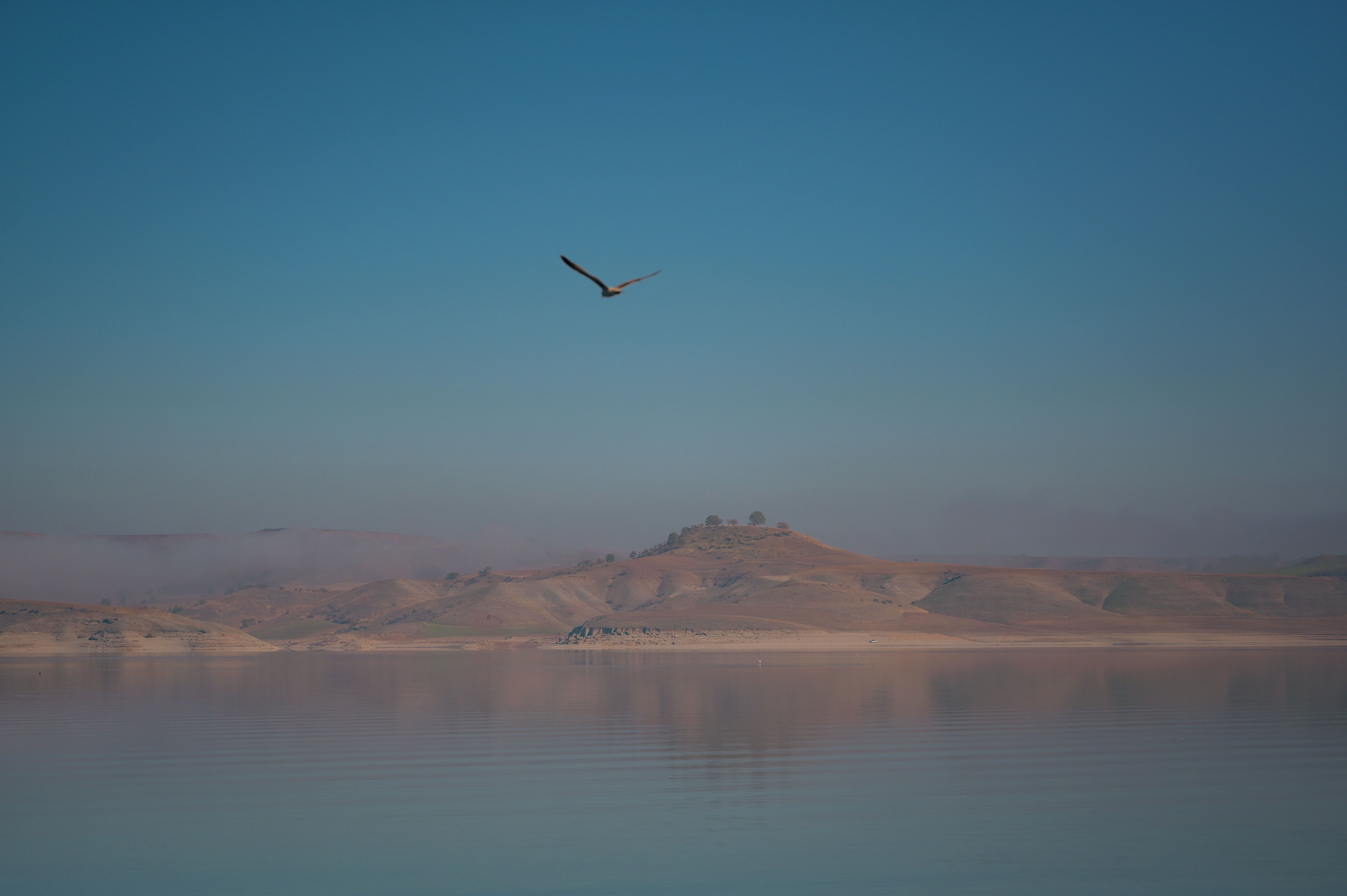 A Bird Flying over the Lake · Free Stock Photo