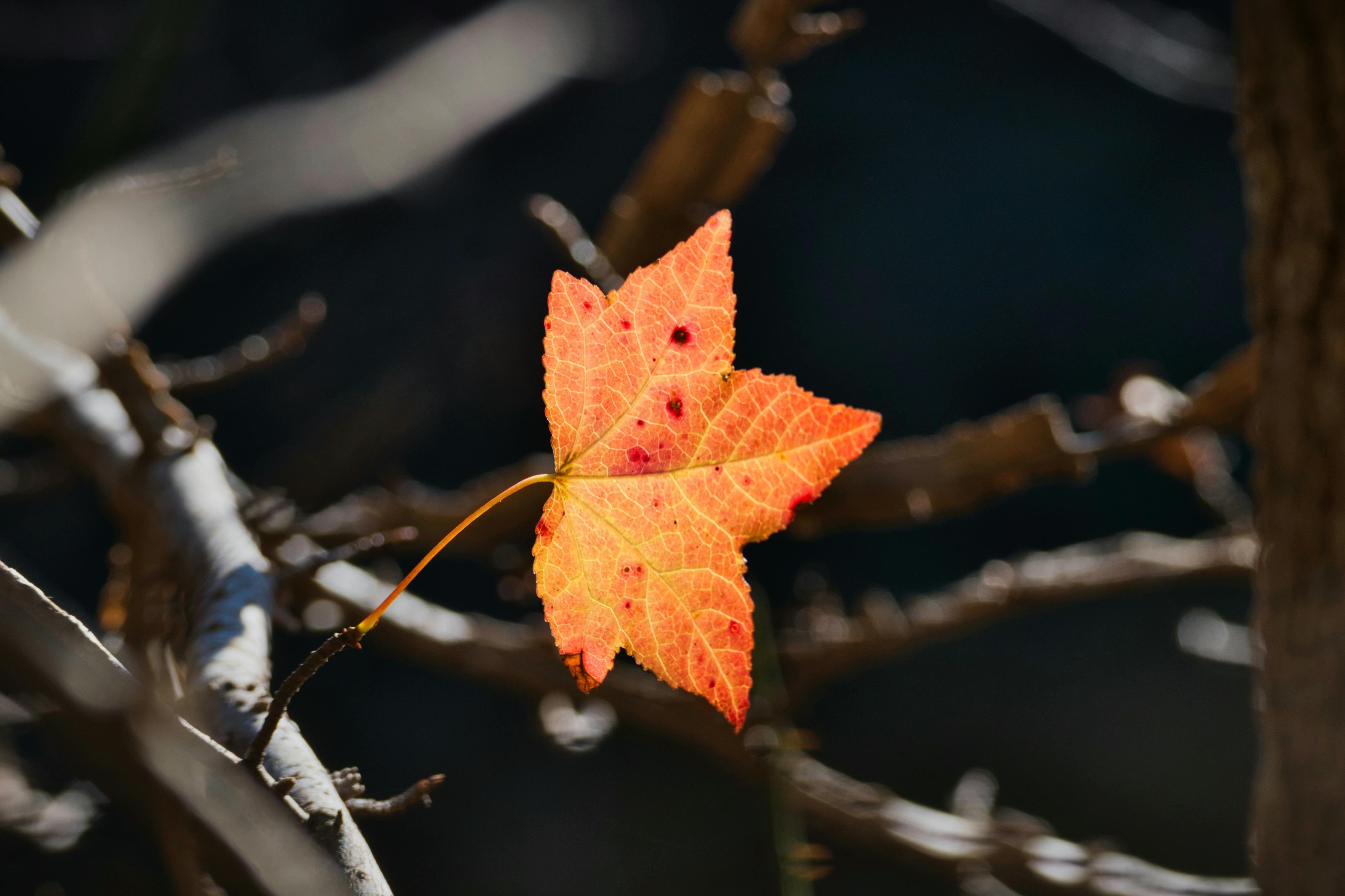 Last of fall · Free Stock Photo