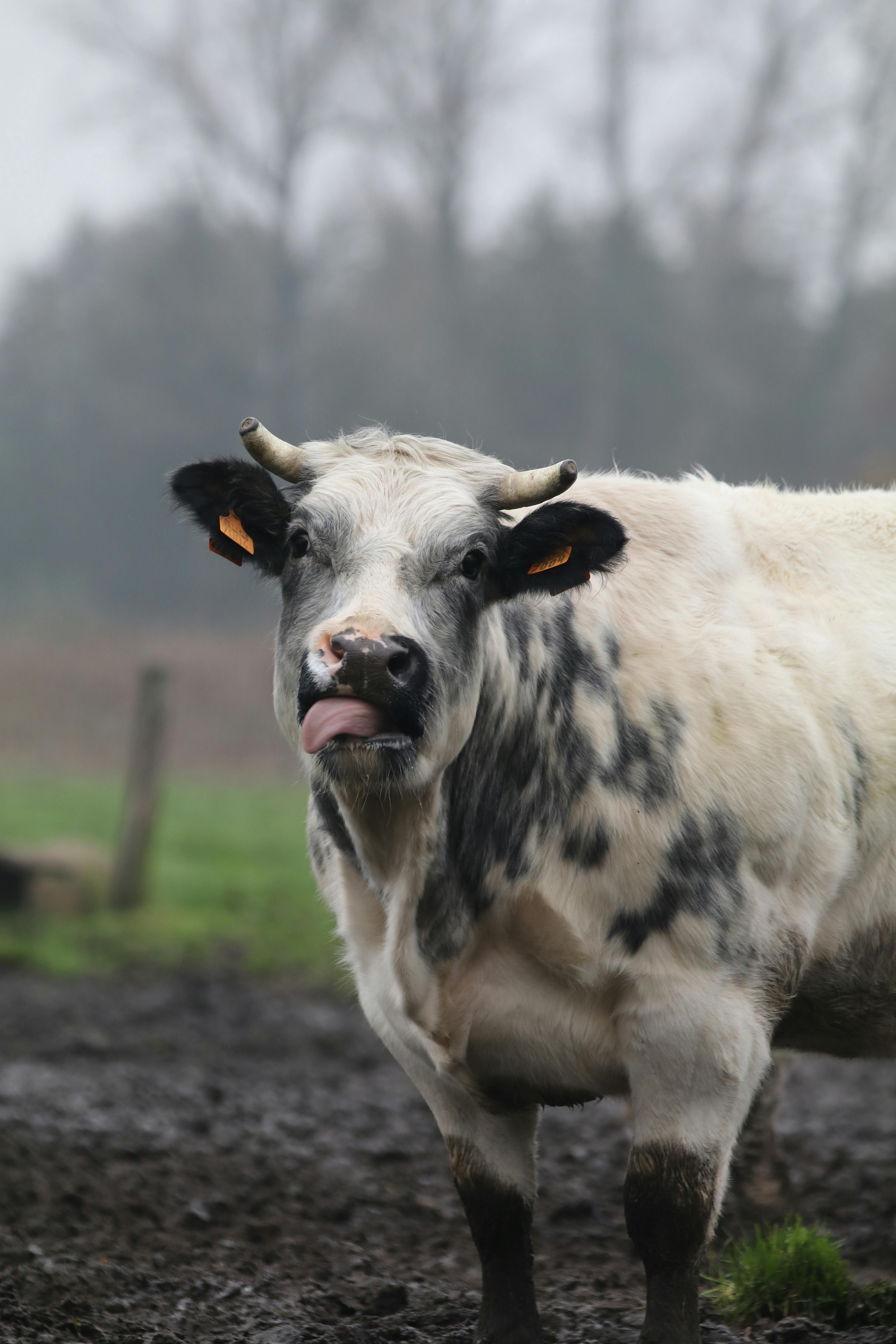 Belgian Farm Photos, Download The BEST Free Belgian Farm Stock Photos ...