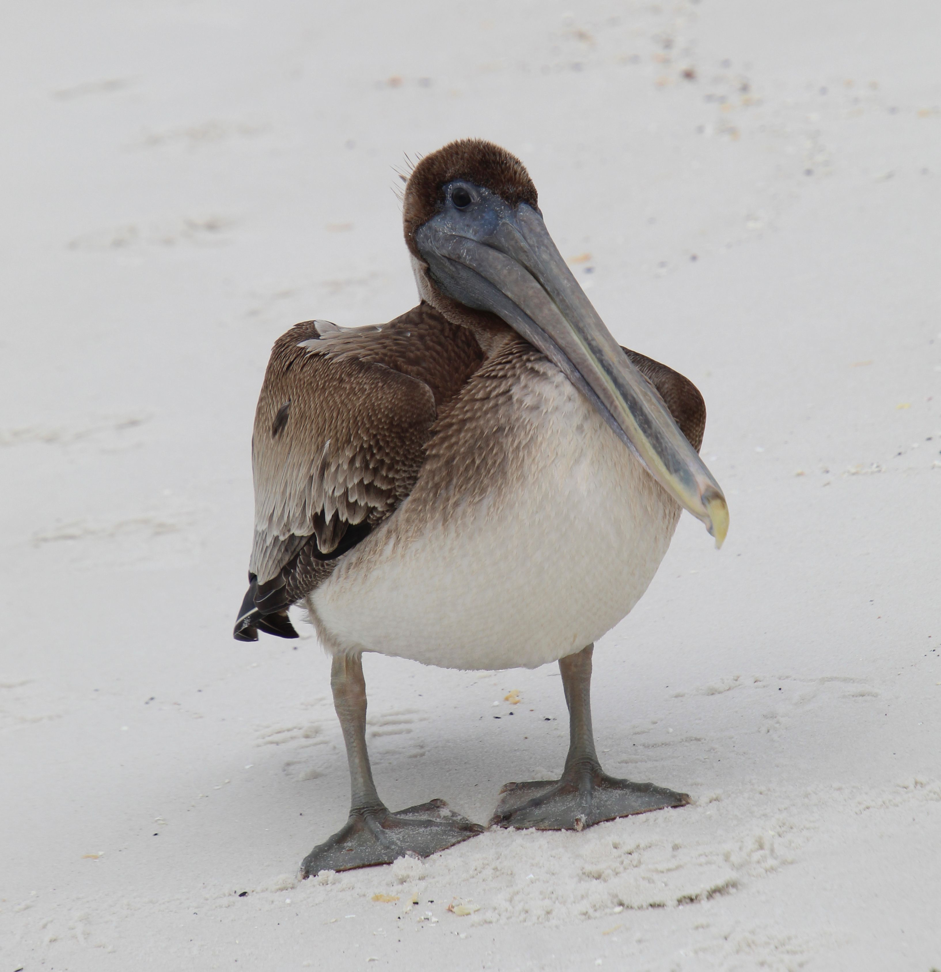 Lseascape With Seabird Photos, Download Free Lseascape With Seabird ...