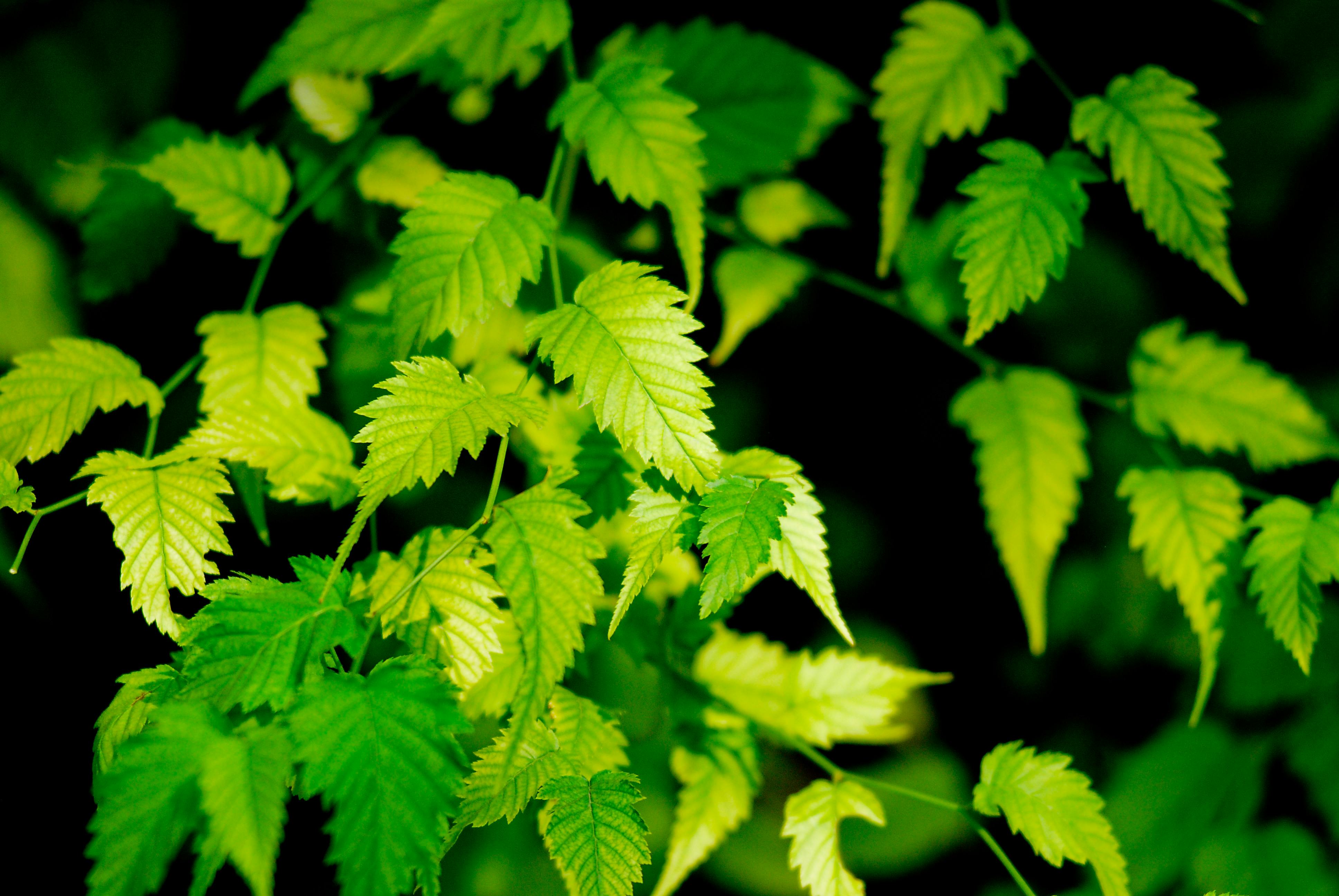 Japanese Texture Photos, Download The BEST Free Japanese Texture Stock ...