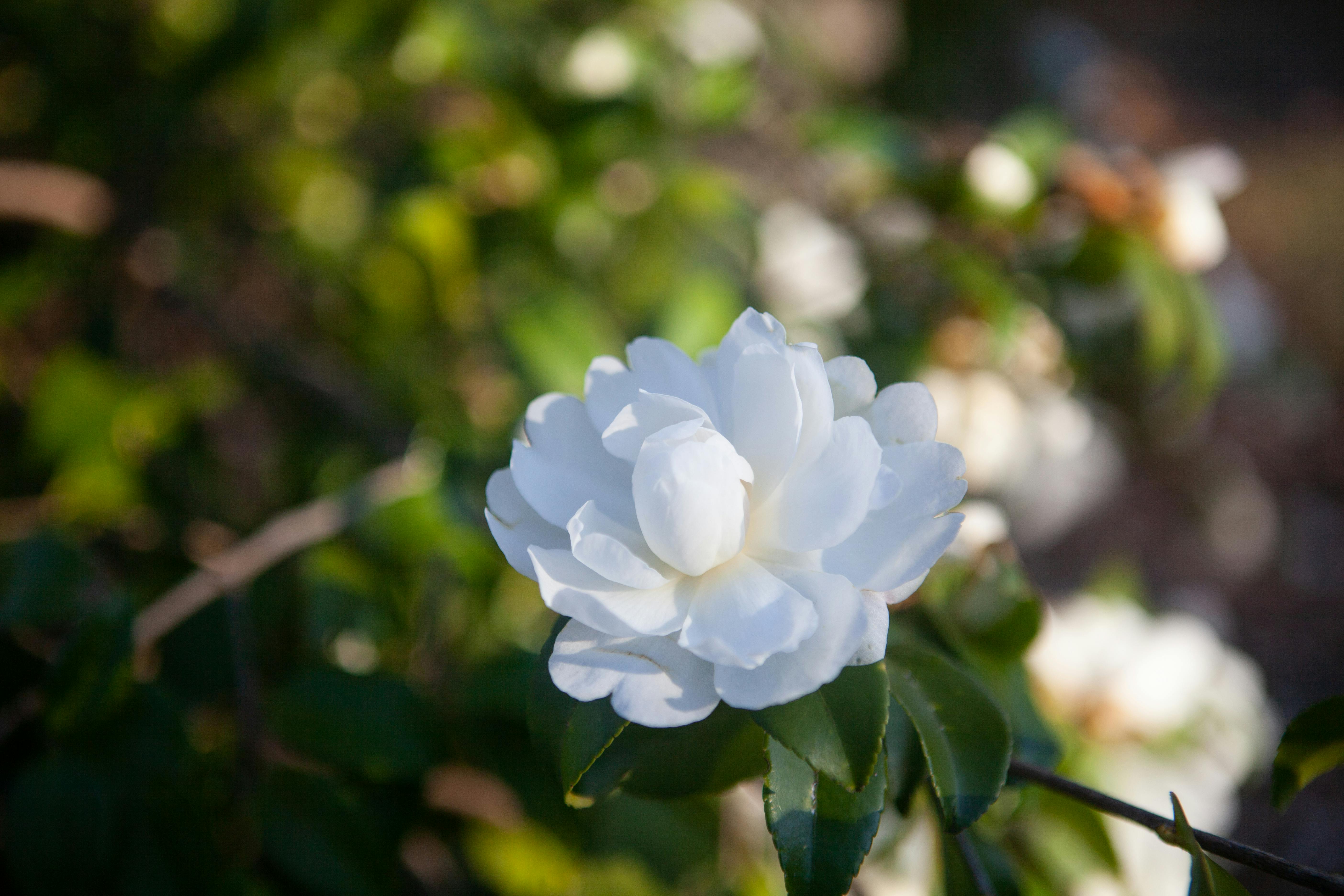 A Camellia in Bloom · Free Stock Photo