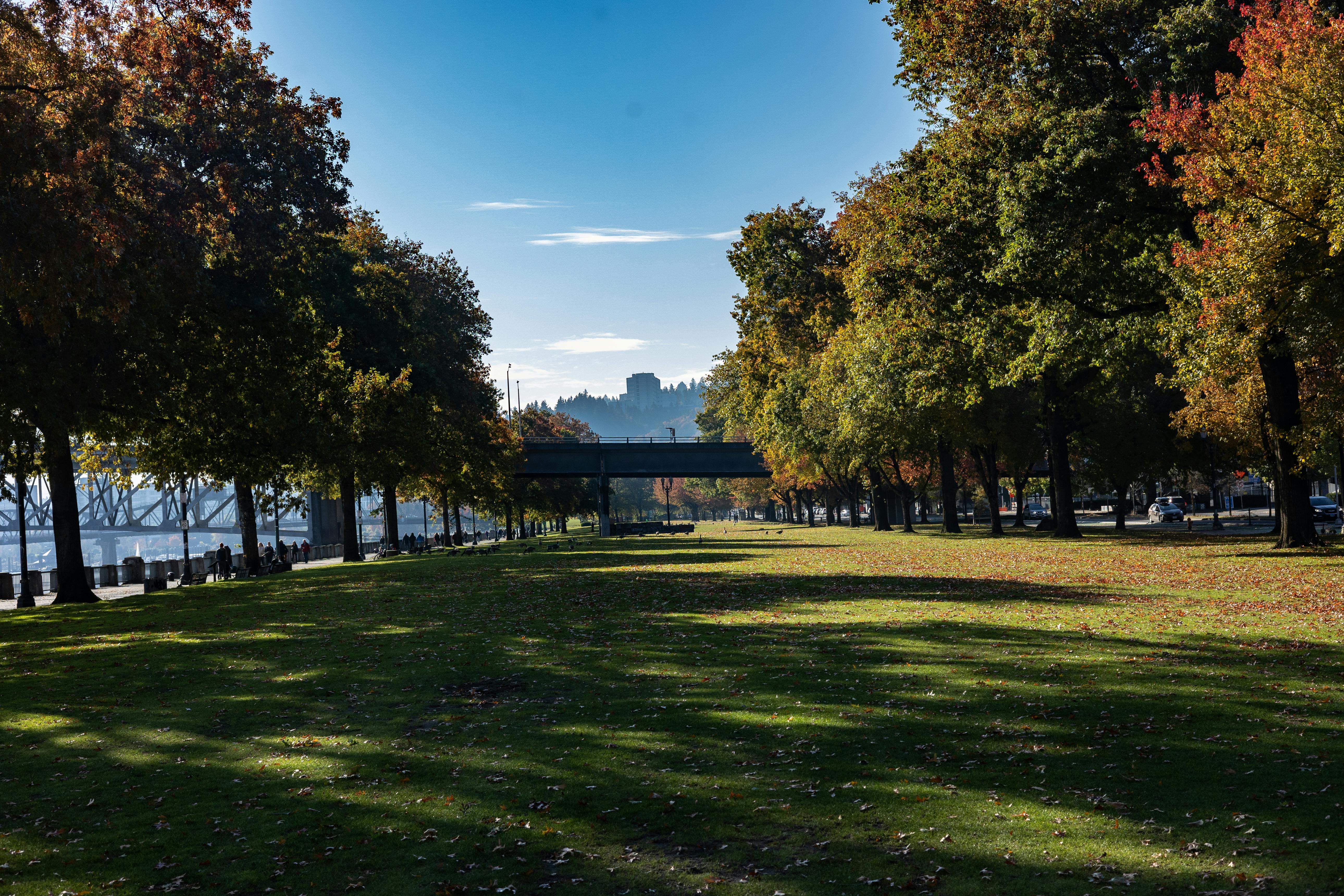 Green Grass Field With Trees Under Blue Sky · Free Stock Photo