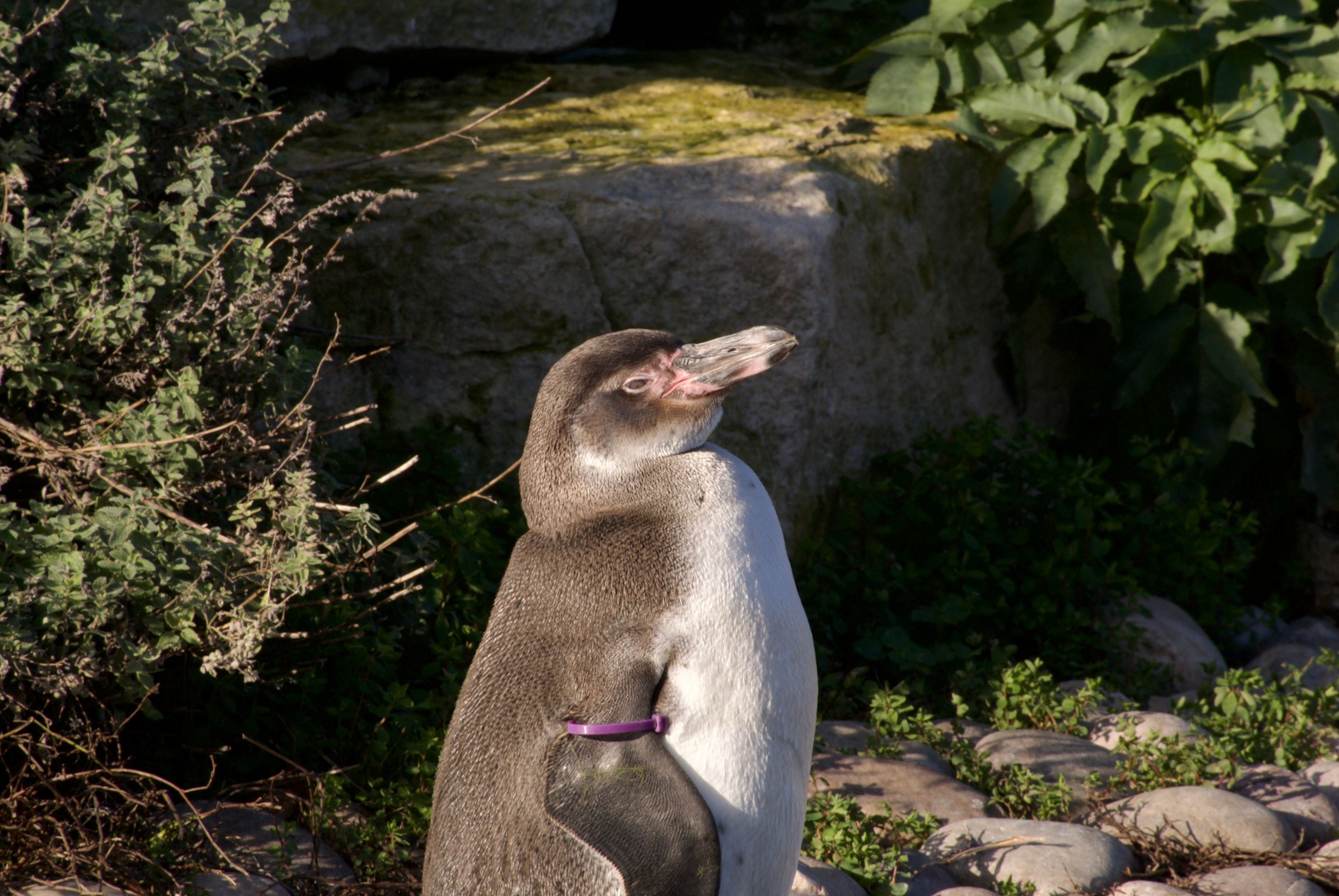 Close-Up Shot of a Penguin · Free Stock Photo