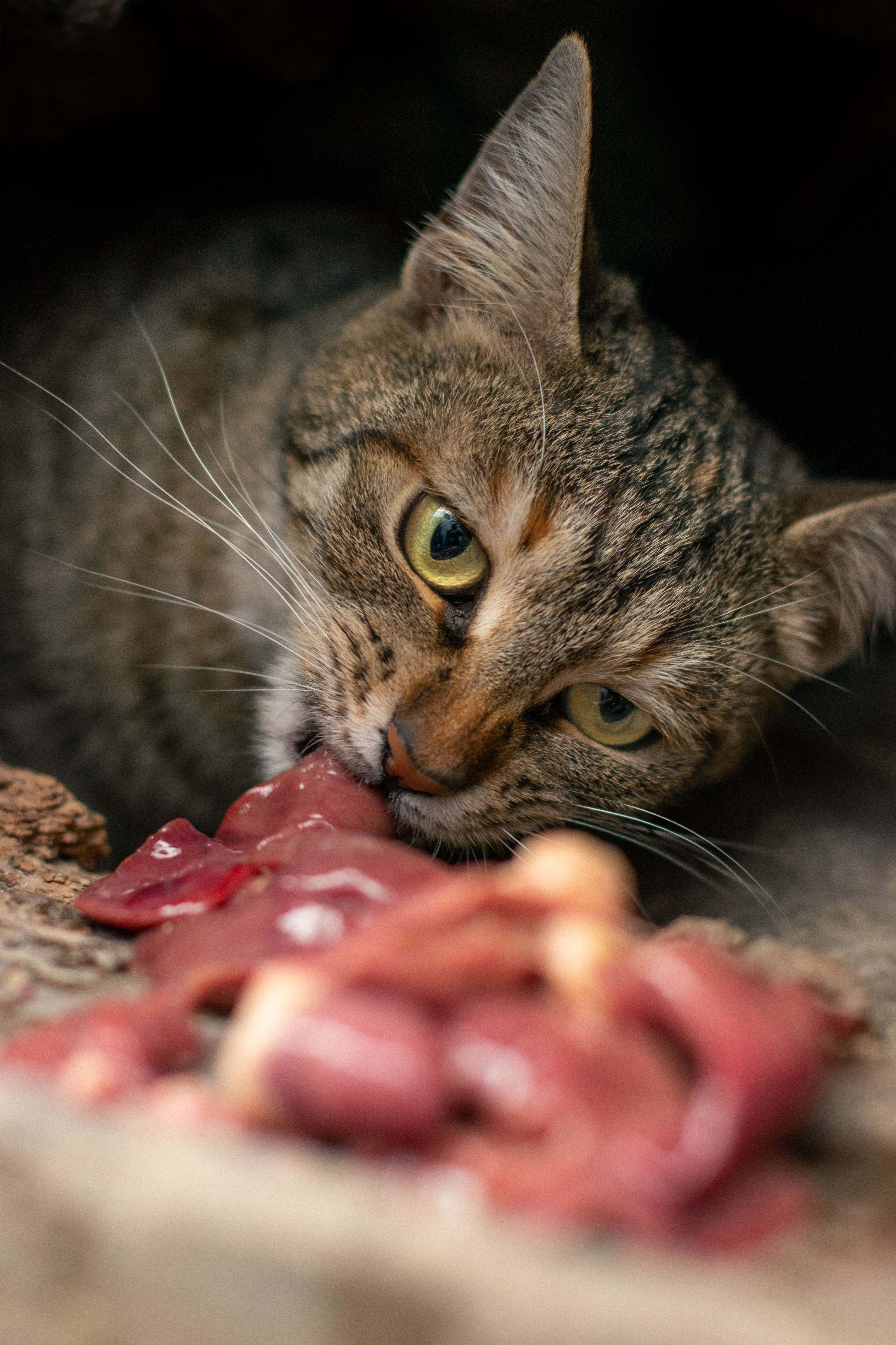 Close-up of a Tabby Cat Eating Meat · Free Stock Photo