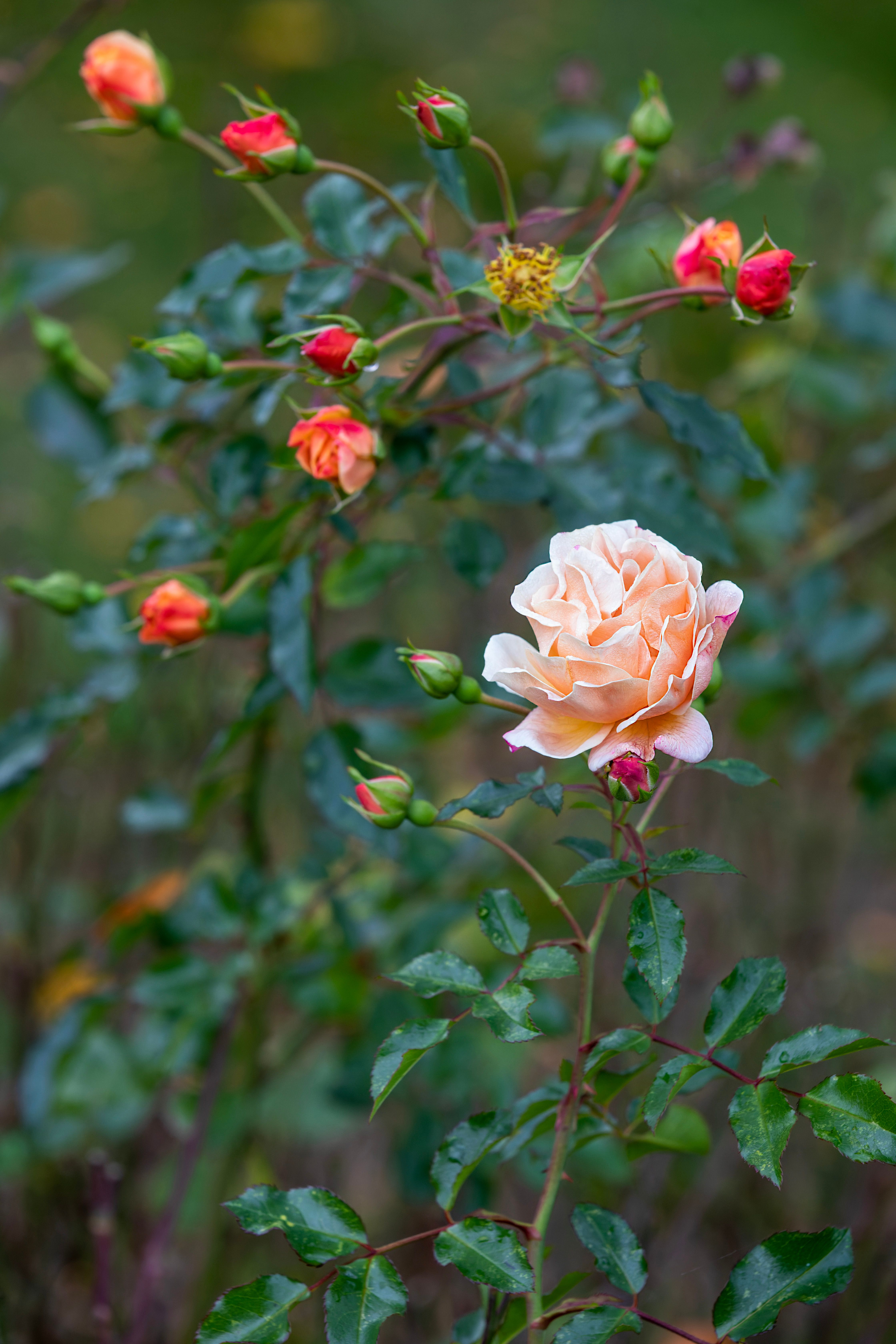 Spring Red Roses Photos, Download The BEST Free Spring Red Roses Stock ...