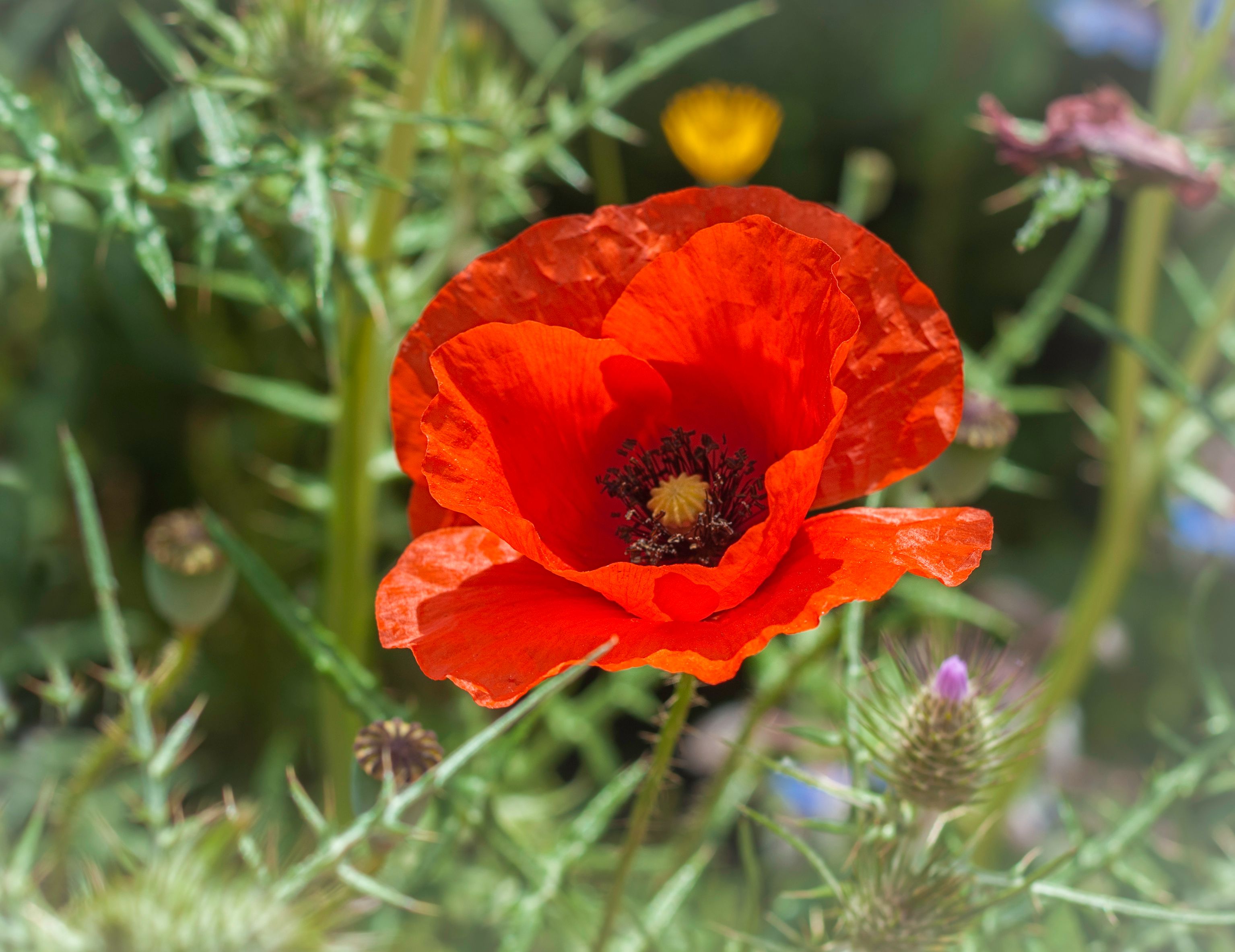 Orange Wildflower Photos, Download The BEST Free Orange Wildflower ...