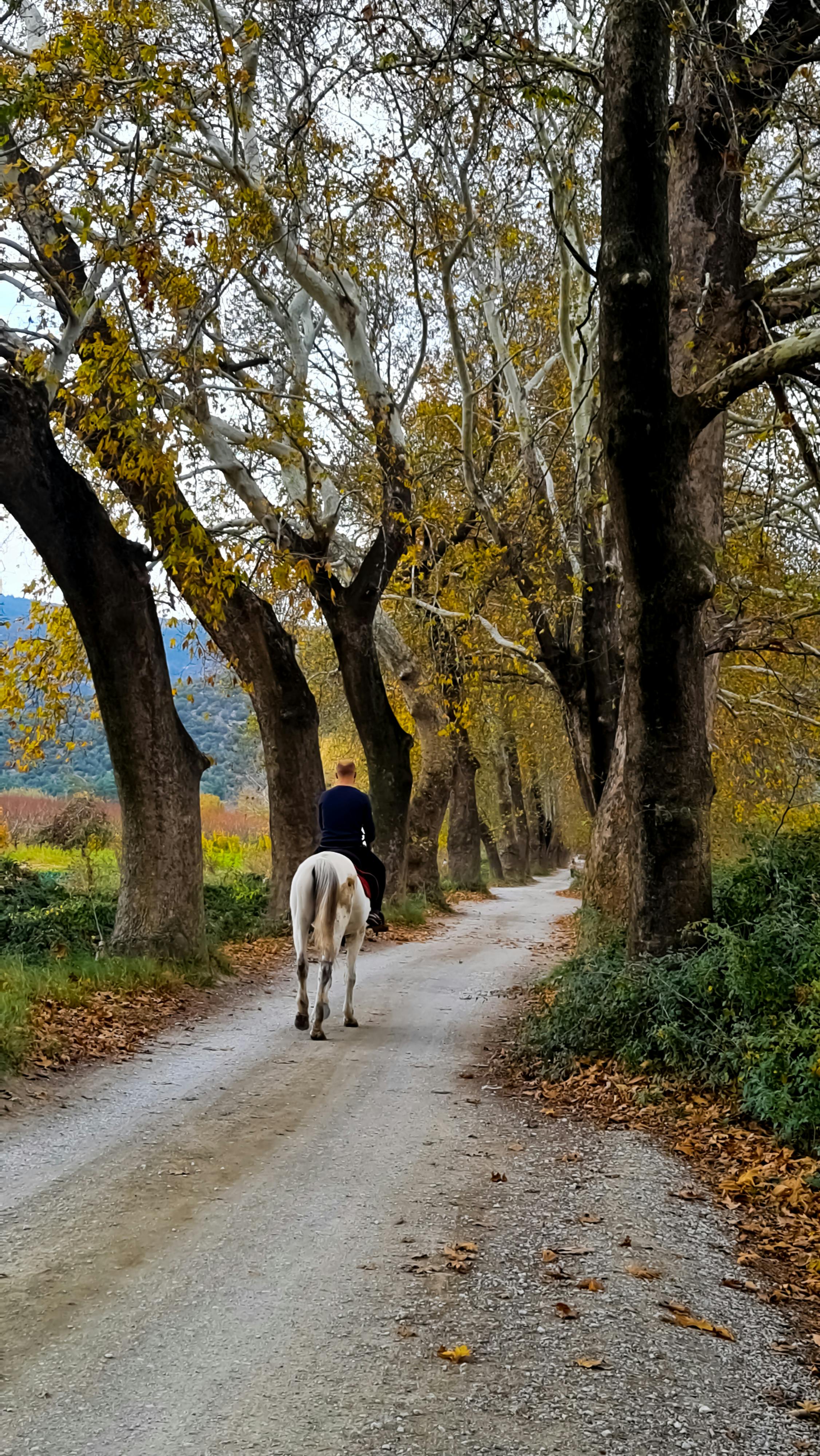 Gray Asphalt Pathway Between Green Trees · Free Stock Photo
