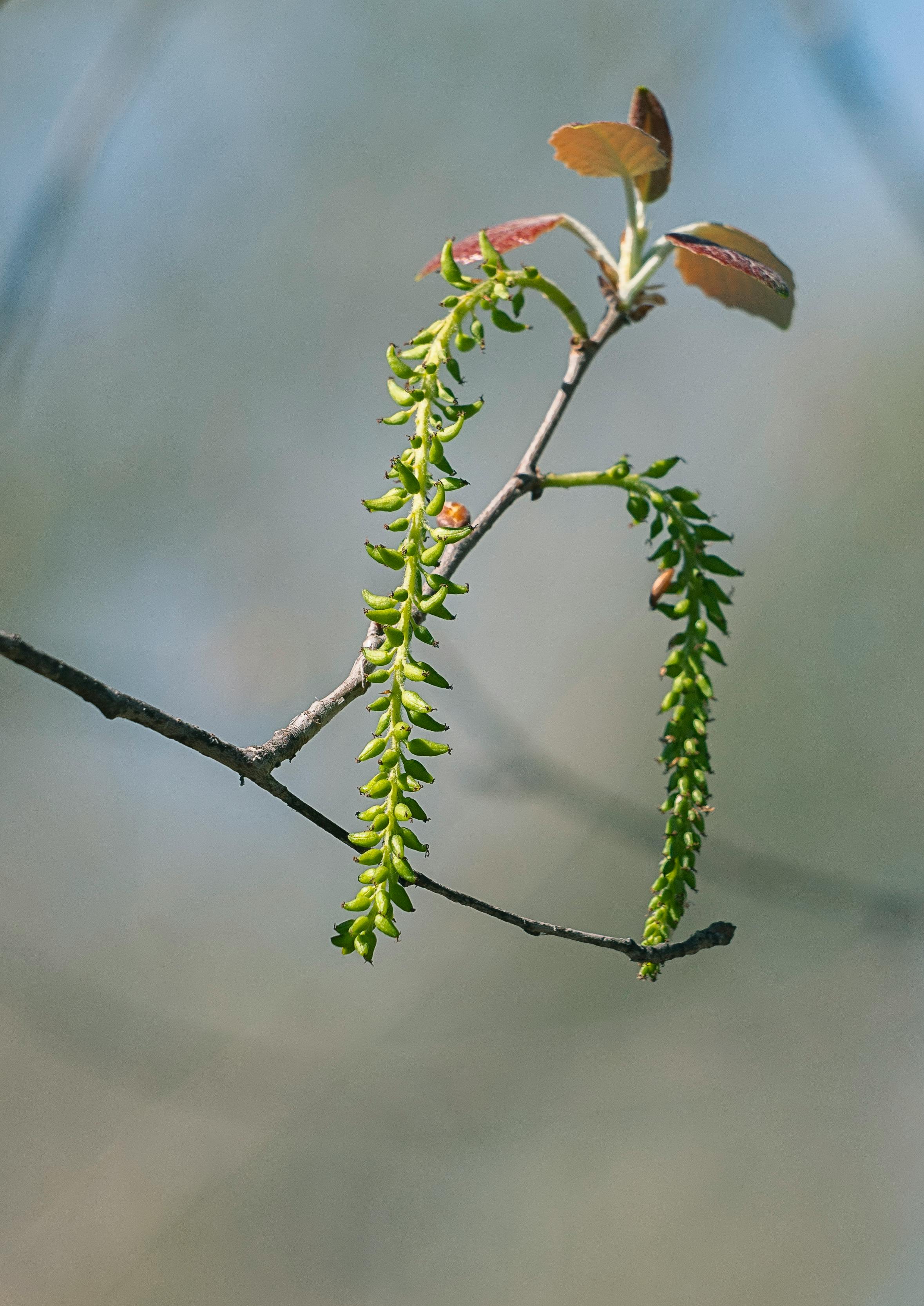 Leaves on Twig in Close-up View · Free Stock Photo