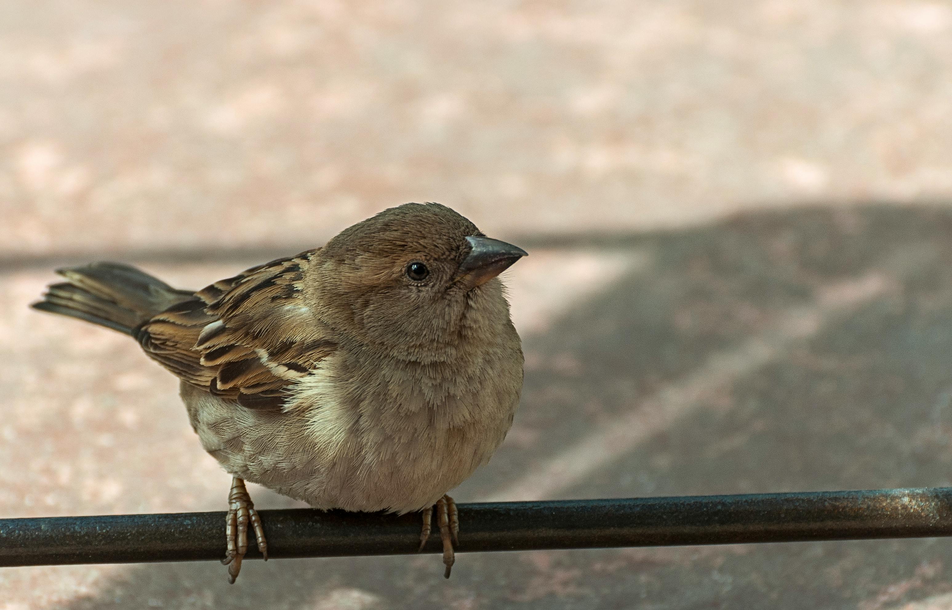 Brown Sparrow · Free Stock Photo