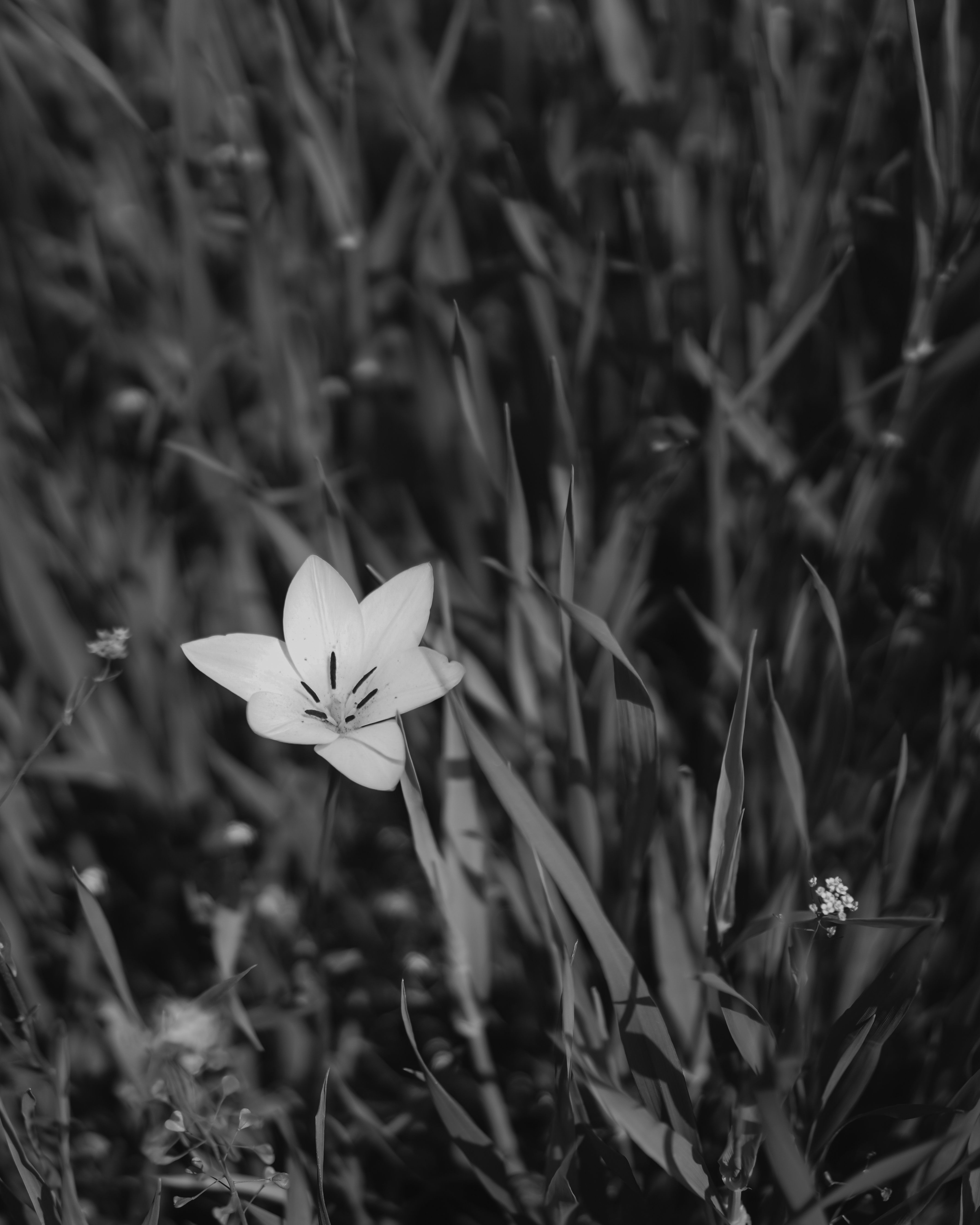 Grayscale Photo of Blooming White Flower · Free Stock Photo