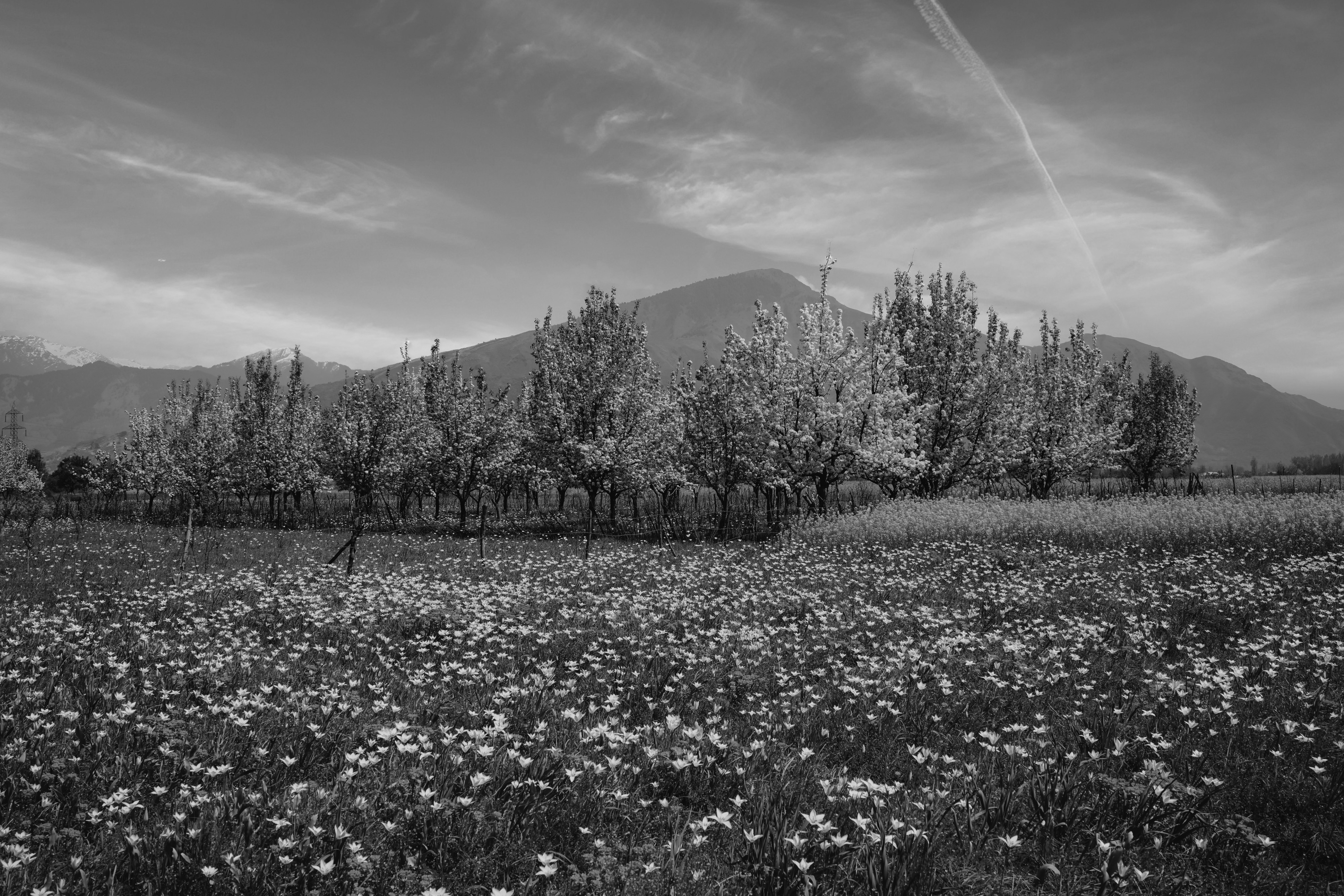 Grayscale Photo of Flower Field · Free Stock Photo