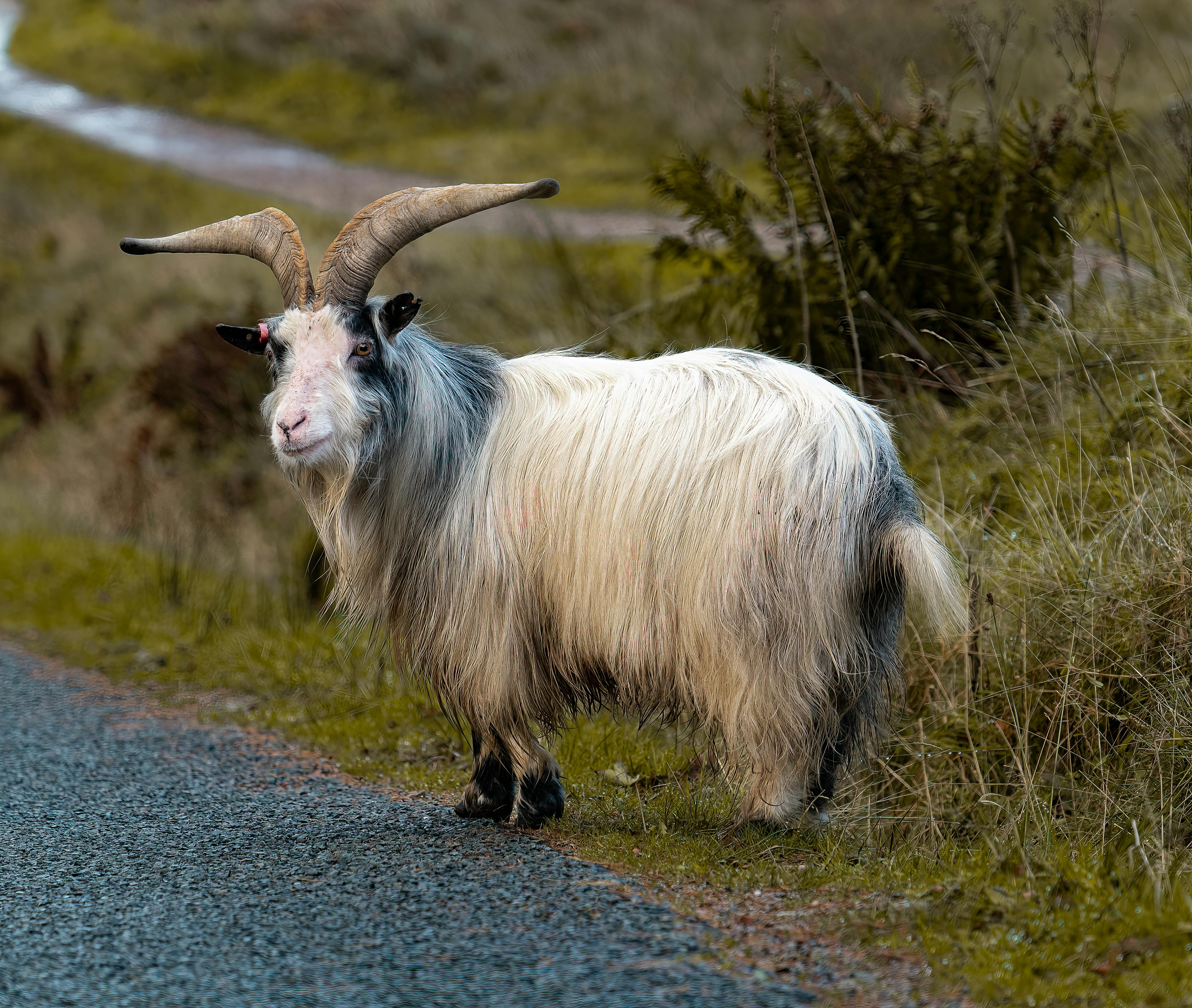 Close-Up Photo of a Furry Goat · Free Stock Photo