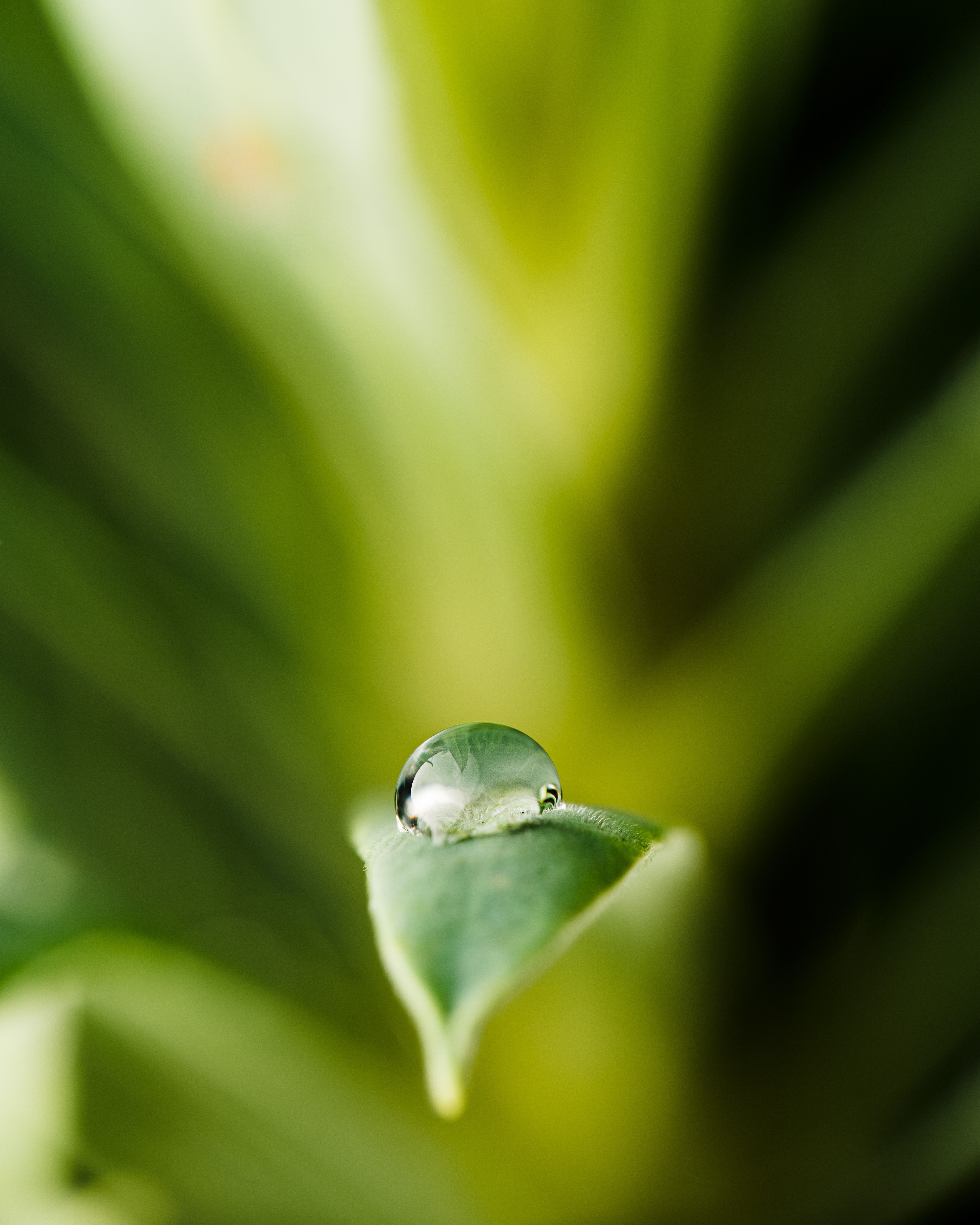 Close up of a Raindrop on a Leaf · Free Stock Photo