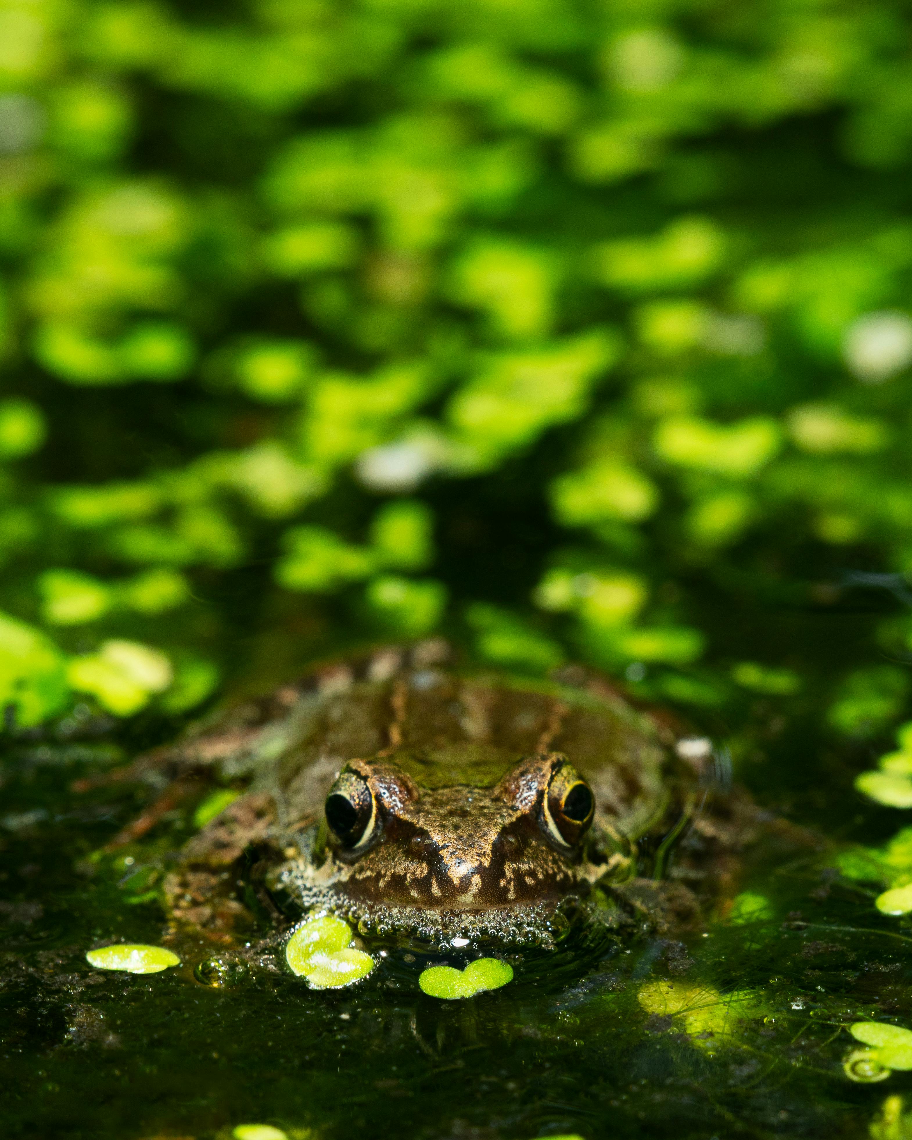 Pond Frog Photos, Download The BEST Free Pond Frog Stock Photos & HD Images