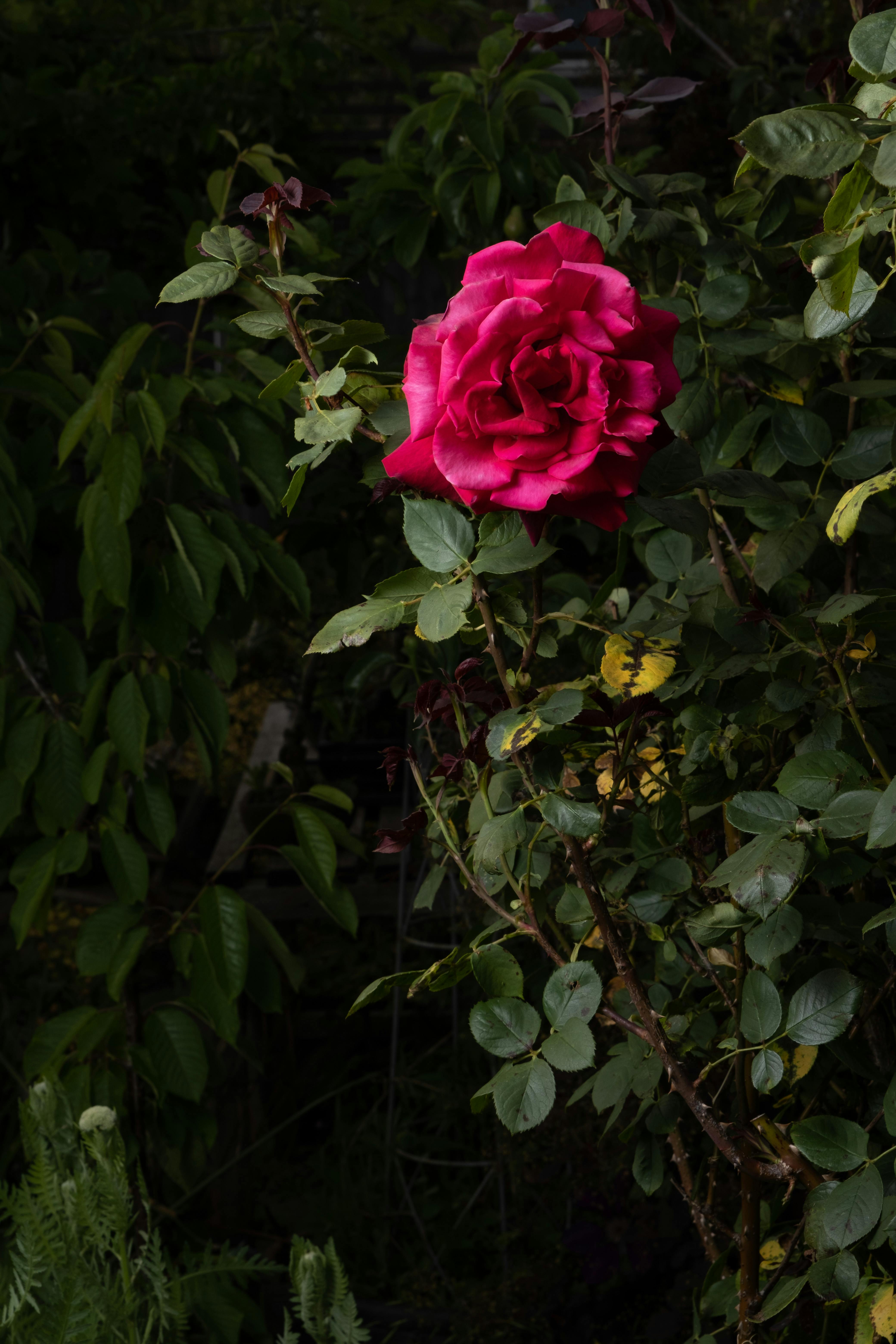 A Pink Rose in Bloom · Free Stock Photo
