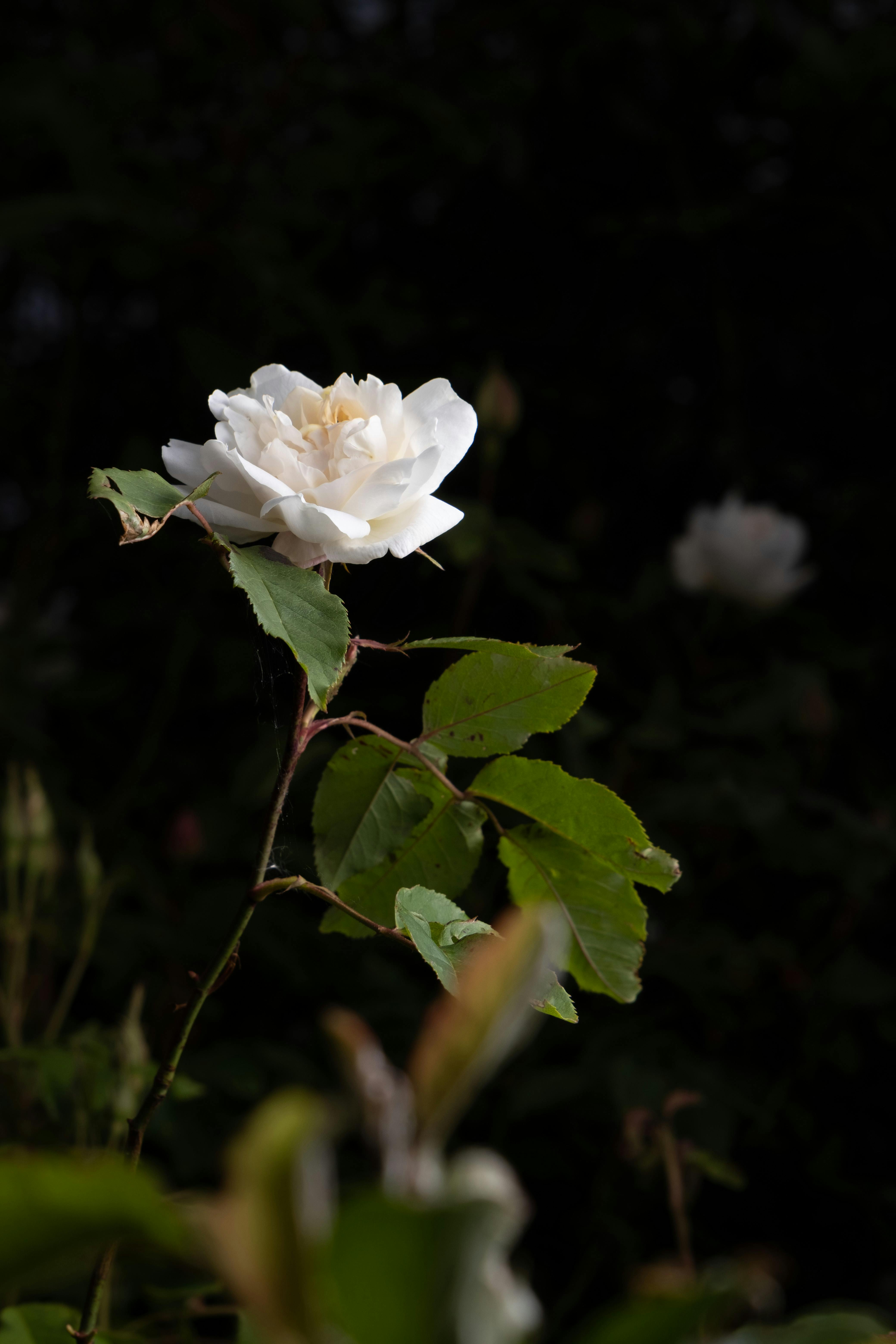 A White Rose in Bloom · Free Stock Photo