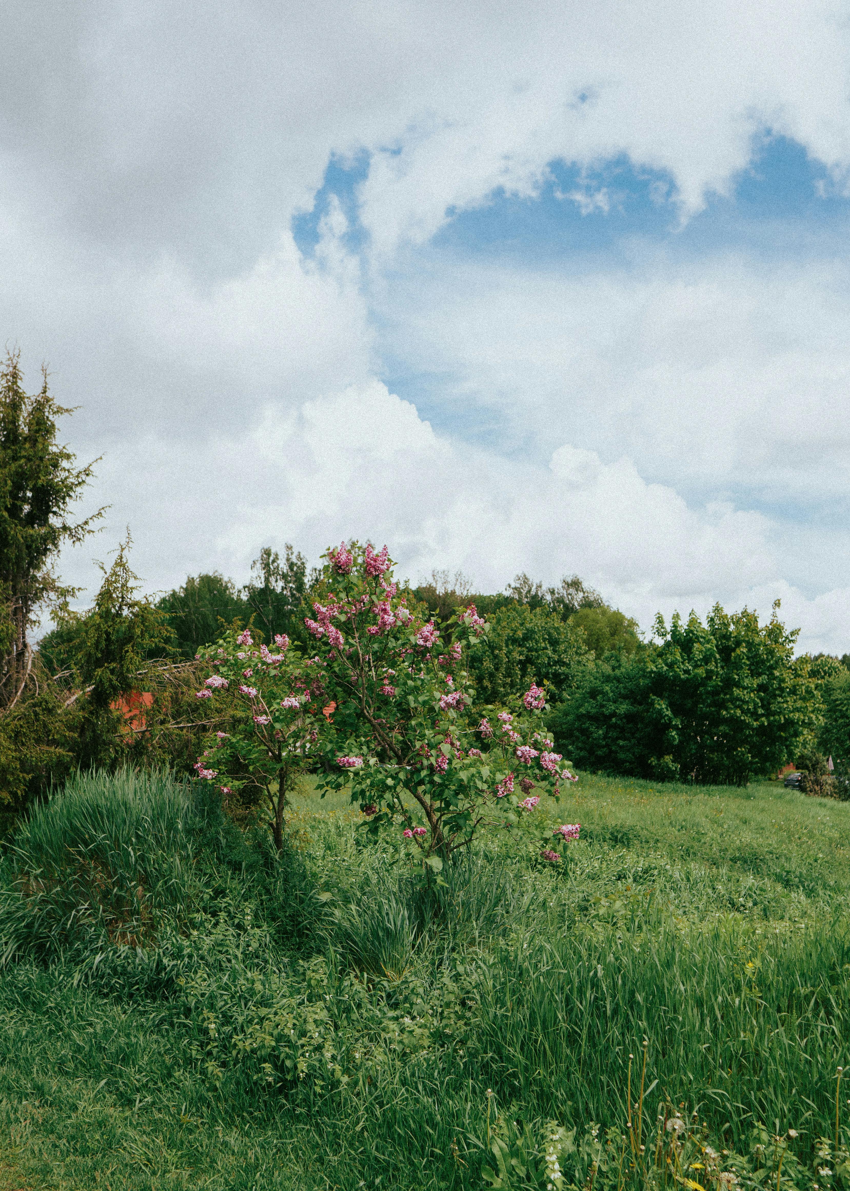 A Flowering Tree Blooming in the Grass Field · Free Stock Photo