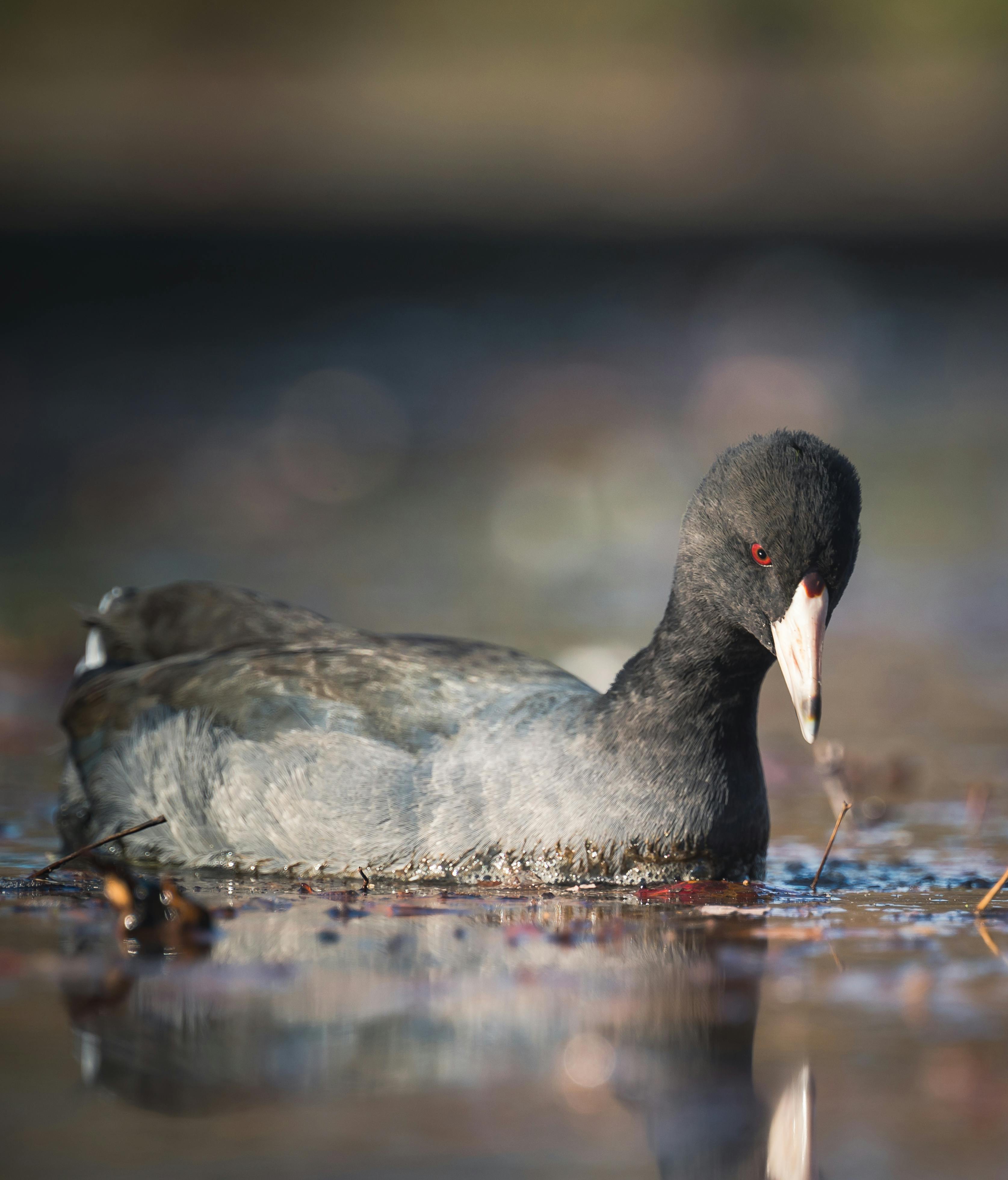 Close-Up Shot of a Eurasian Coot · Free Stock Photo