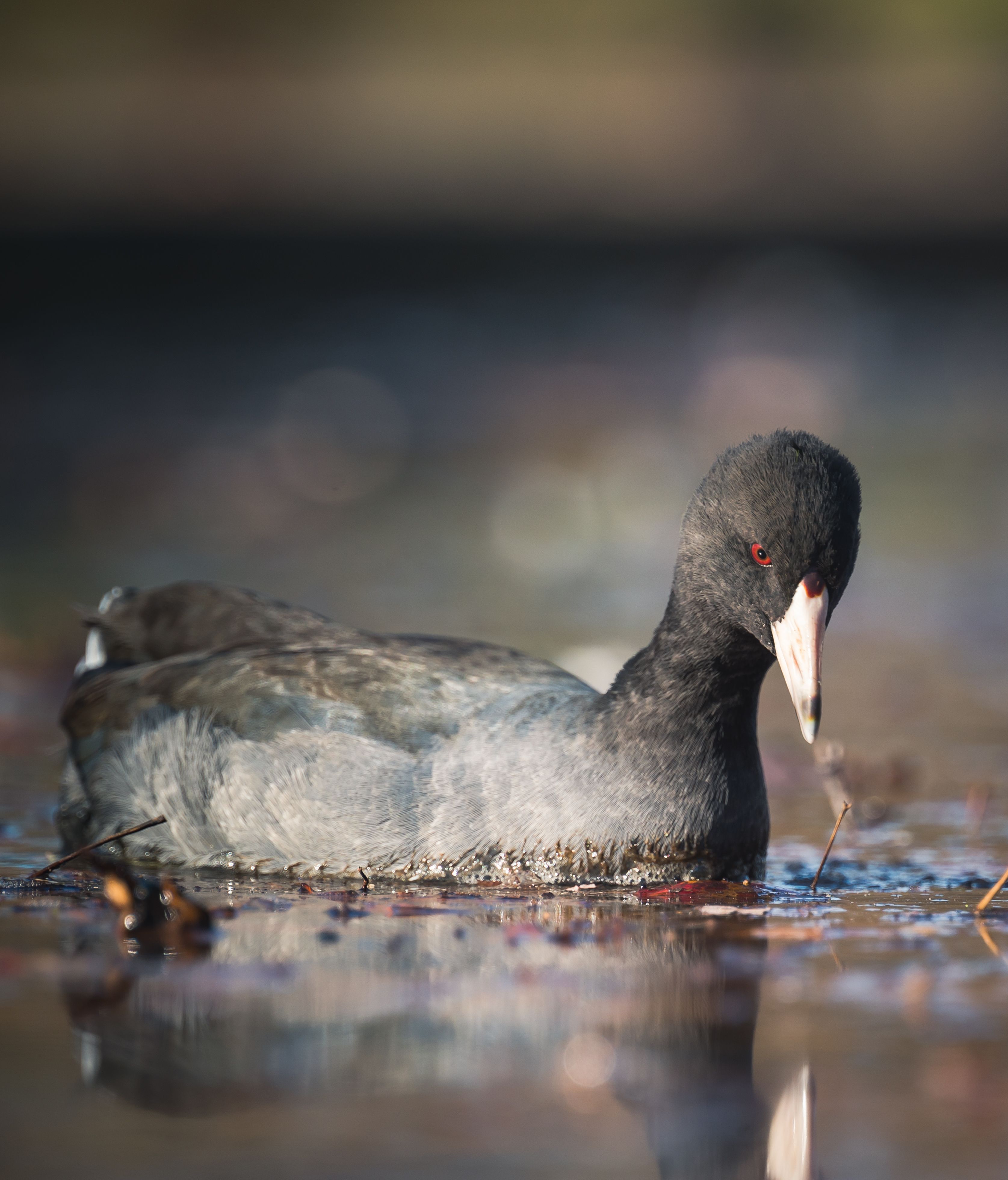 A Bird on the Water · Free Stock Photo